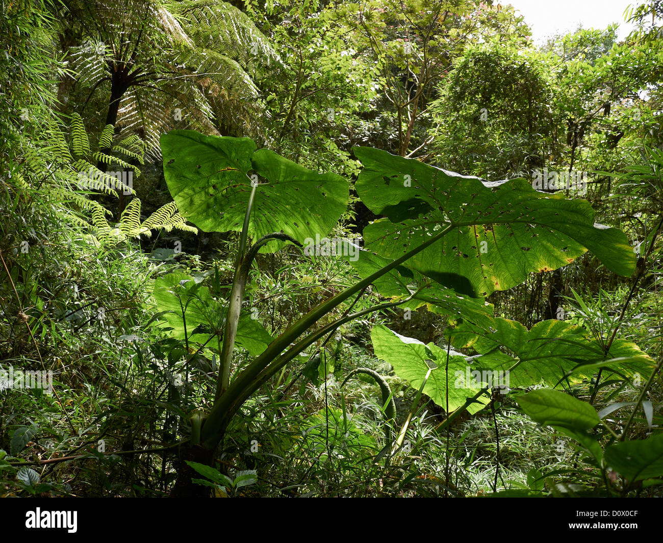 aufrechte Elefanten Ohr Riesen-Taro in den Cloud Forest der Reserva ...