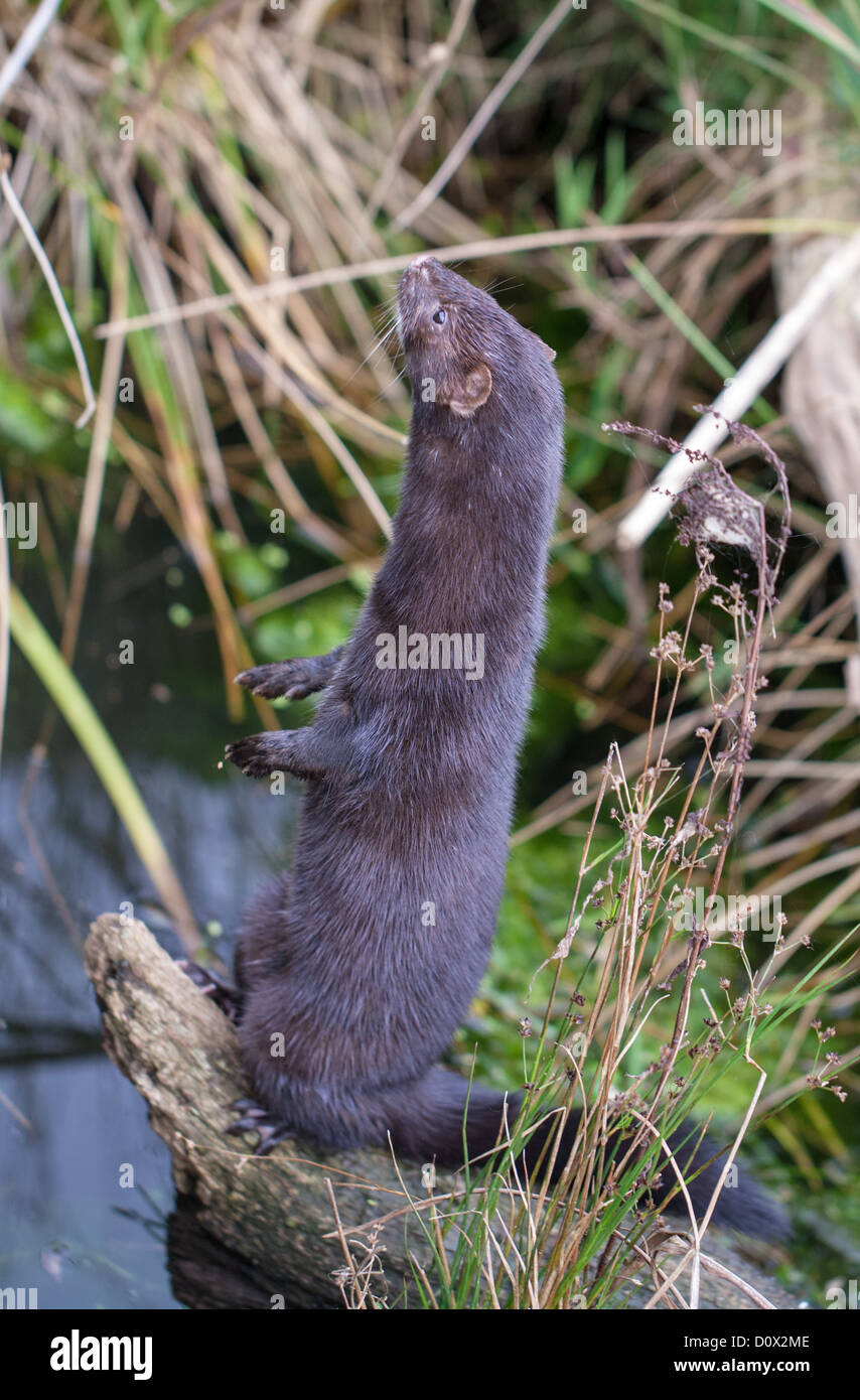 Nerz im stehen -Fotos und -Bildmaterial in hoher Auflösung – Alamy