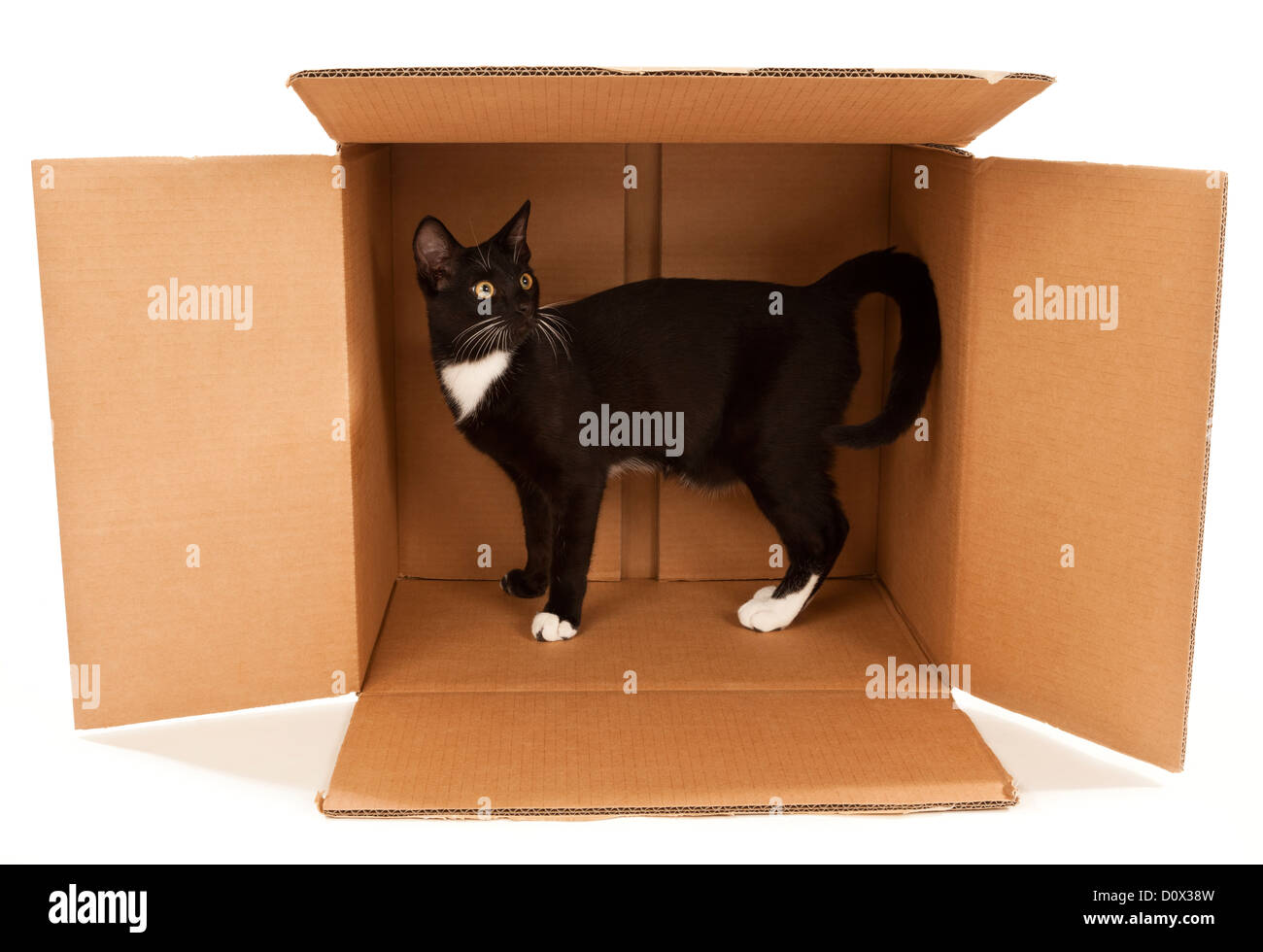 Black white cat standing -Fotos und -Bildmaterial in hoher Auflösung ...