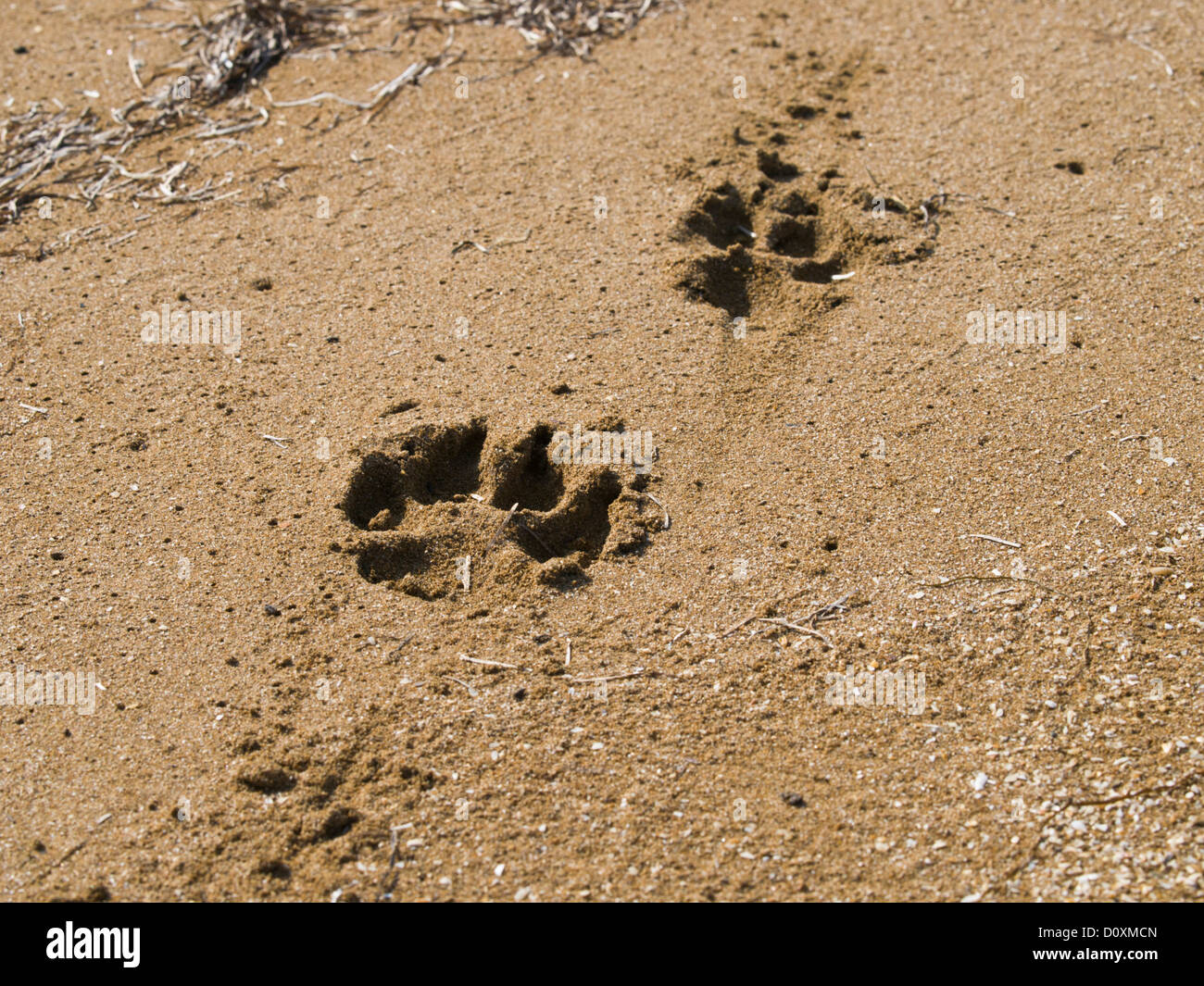 Aserbaidschan, Europa, Kaukasus, Schirwan, Nationalpark, Wolf, Spuren ...