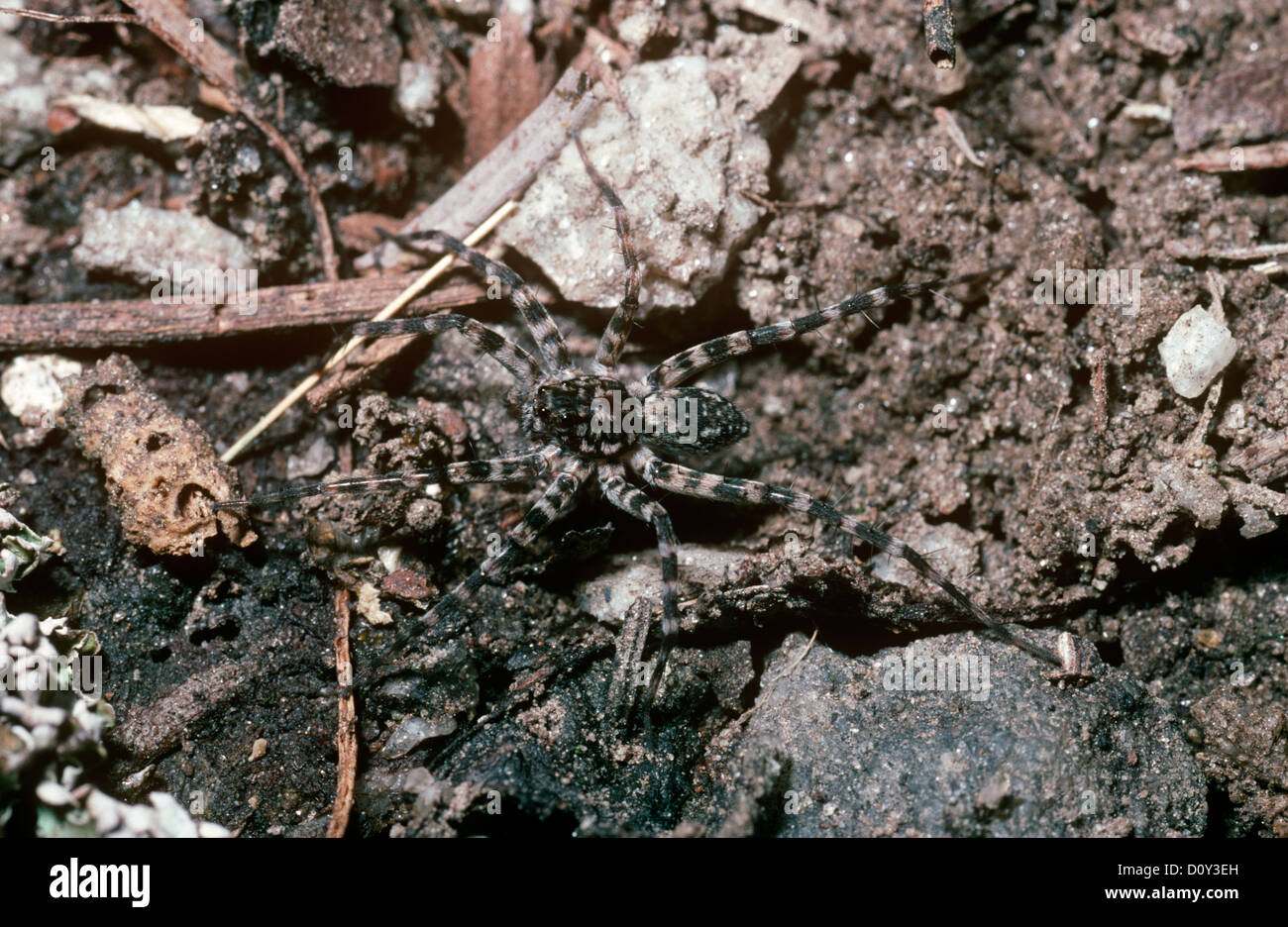 Bodenspinnen lycosidae -Fotos und -Bildmaterial in hoher Auflösung – Alamy