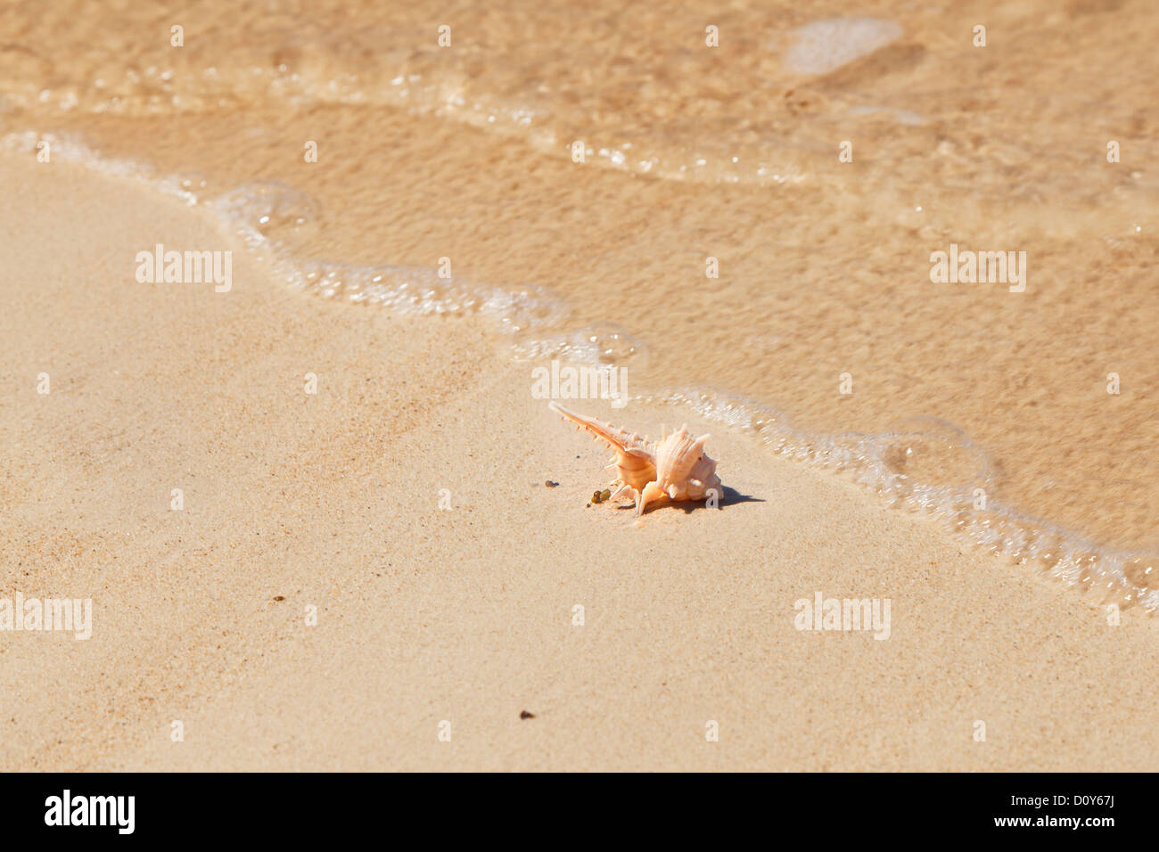 Makro aus sand -Fotos und -Bildmaterial in hoher Auflösung – Alamy