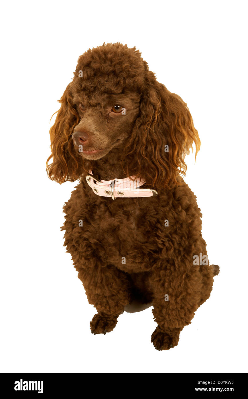 Toy poodle -Fotos und -Bildmaterial in hoher Auflösung – Alamy