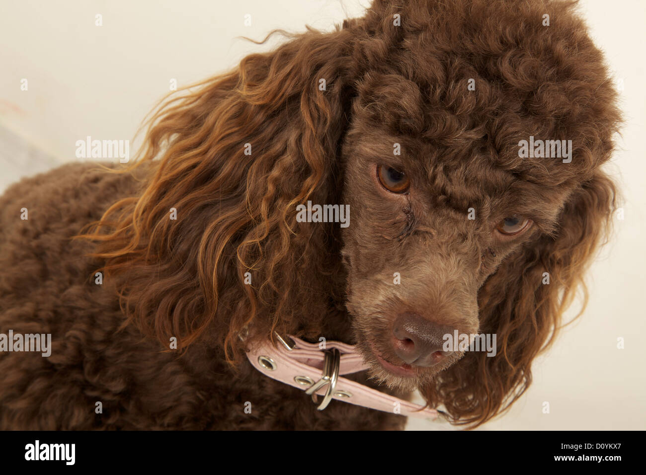 Toy pudel -Fotos und -Bildmaterial in hoher Auflösung – Alamy