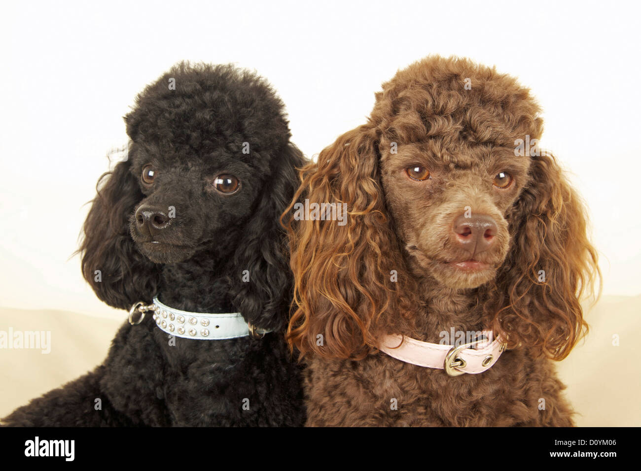 Zwei Toy Pudel Stockfotografie - Alamy