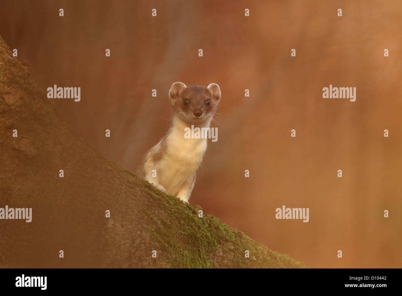 Hermelin Winter Stockfotos und -bilder Kaufen - Alamy