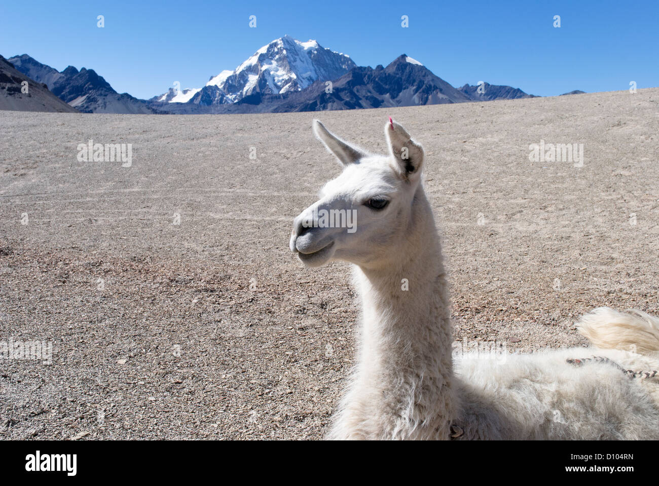 Lama berg -Fotos und -Bildmaterial in hoher Auflösung – Alamy