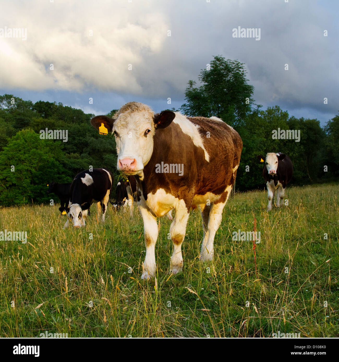 Hereford cattle -Fotos und -Bildmaterial in hoher Auflösung – Alamy