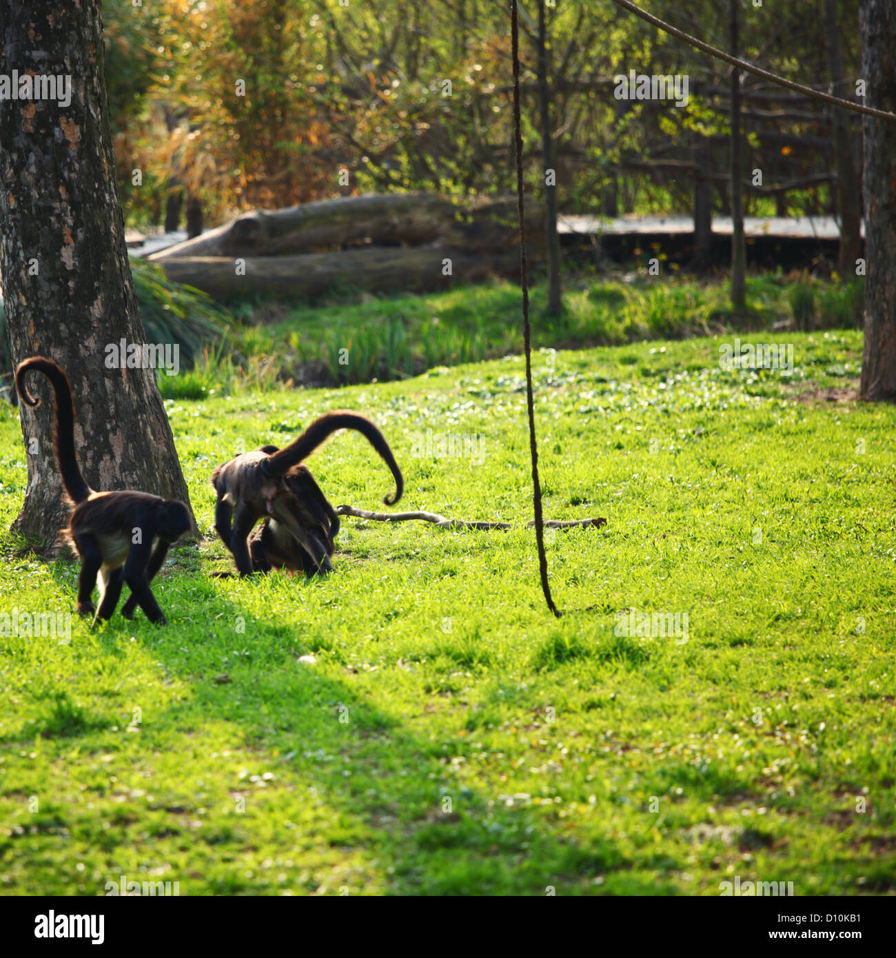 Affe spielen -Fotos und -Bildmaterial in hoher Auflösung – Alamy