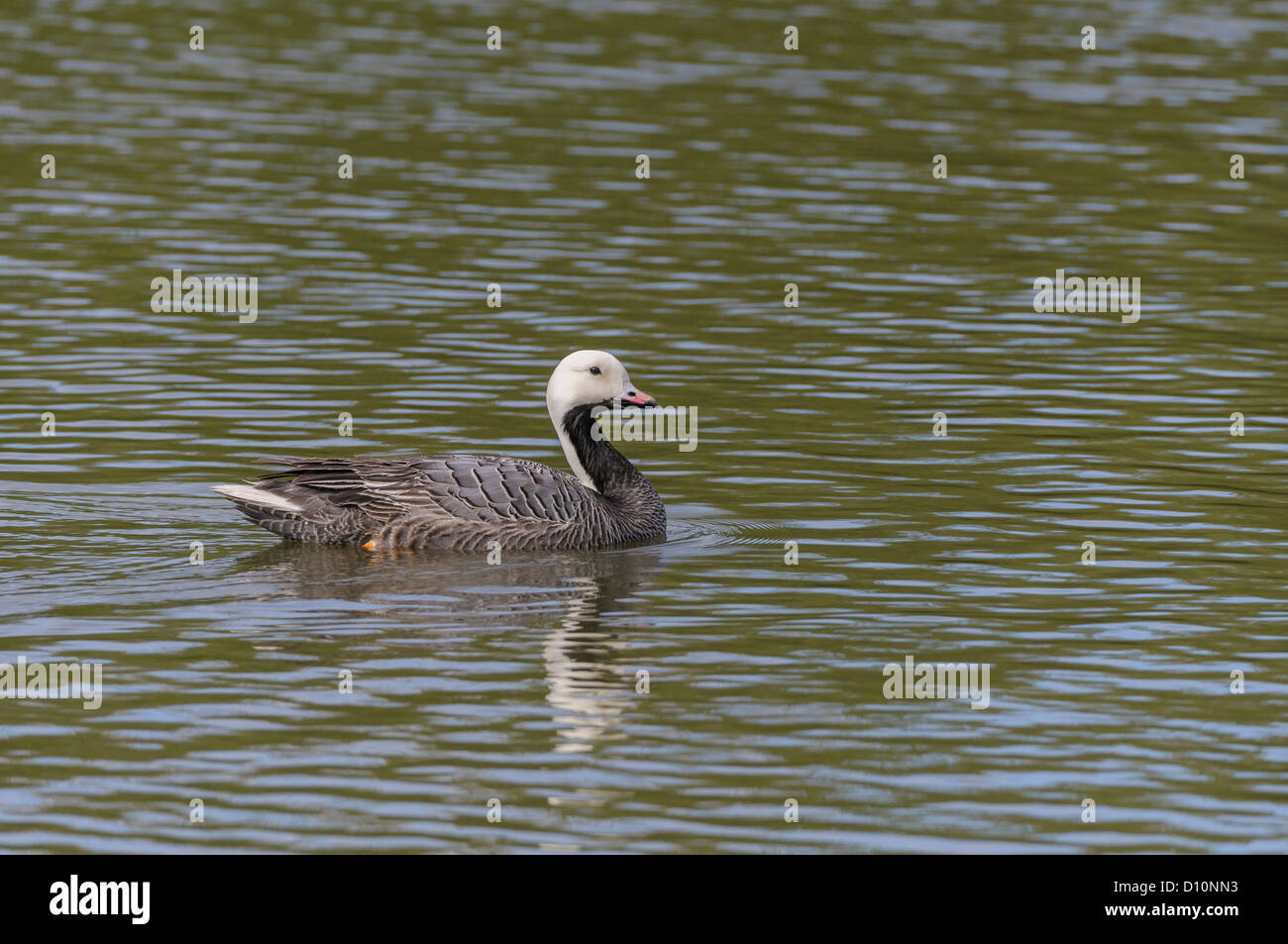 Kaisergans anser canagicus -Fotos und -Bildmaterial in hoher Auflösung ...