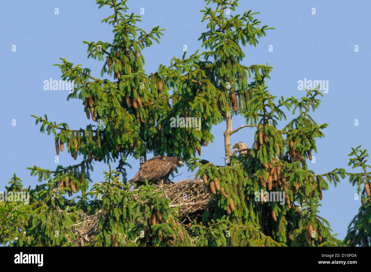 Horst stark -Fotos und -Bildmaterial in hoher Auflösung – Alamy
