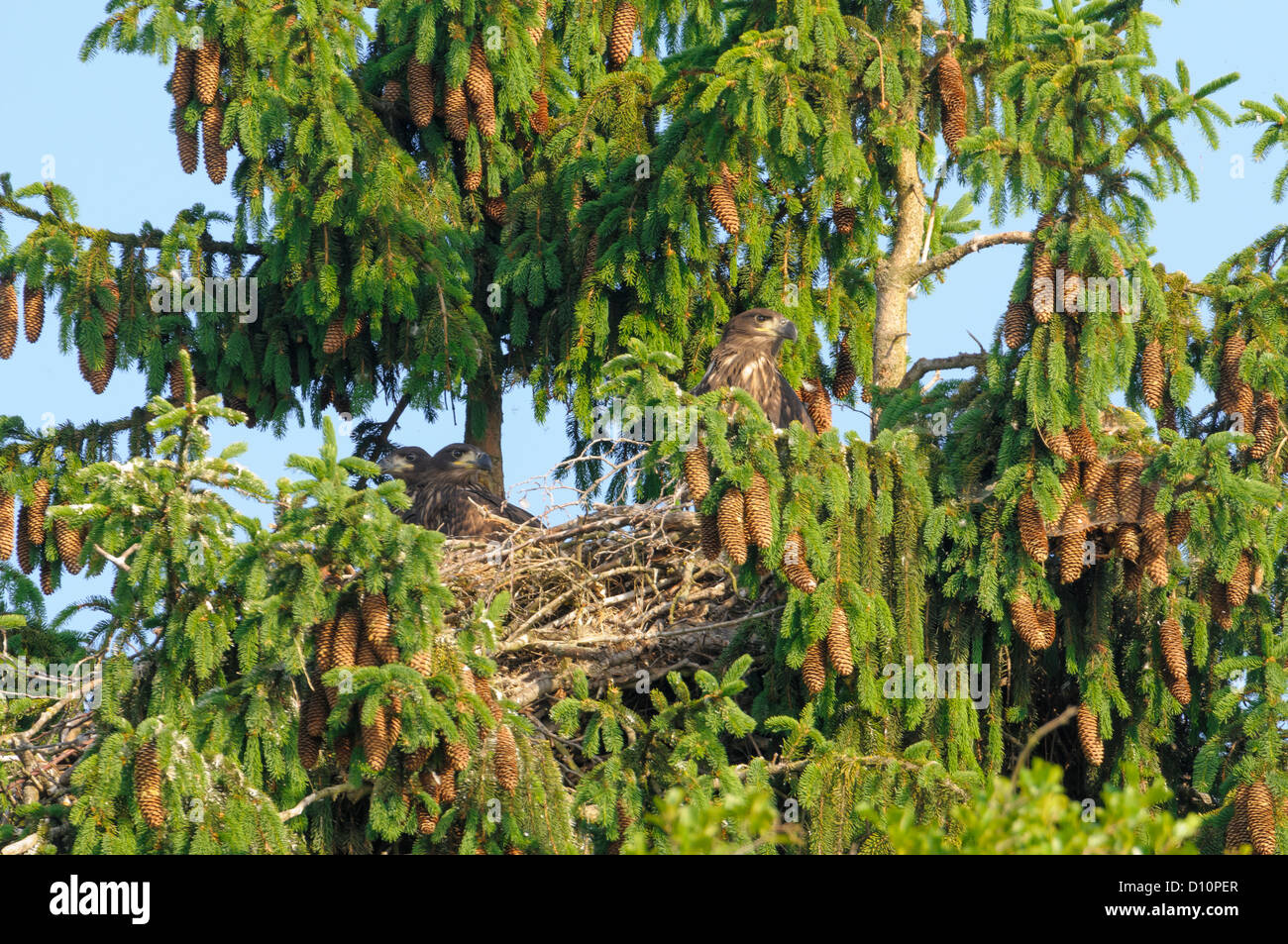 Grober horst -Fotos und -Bildmaterial in hoher Auflösung – Alamy