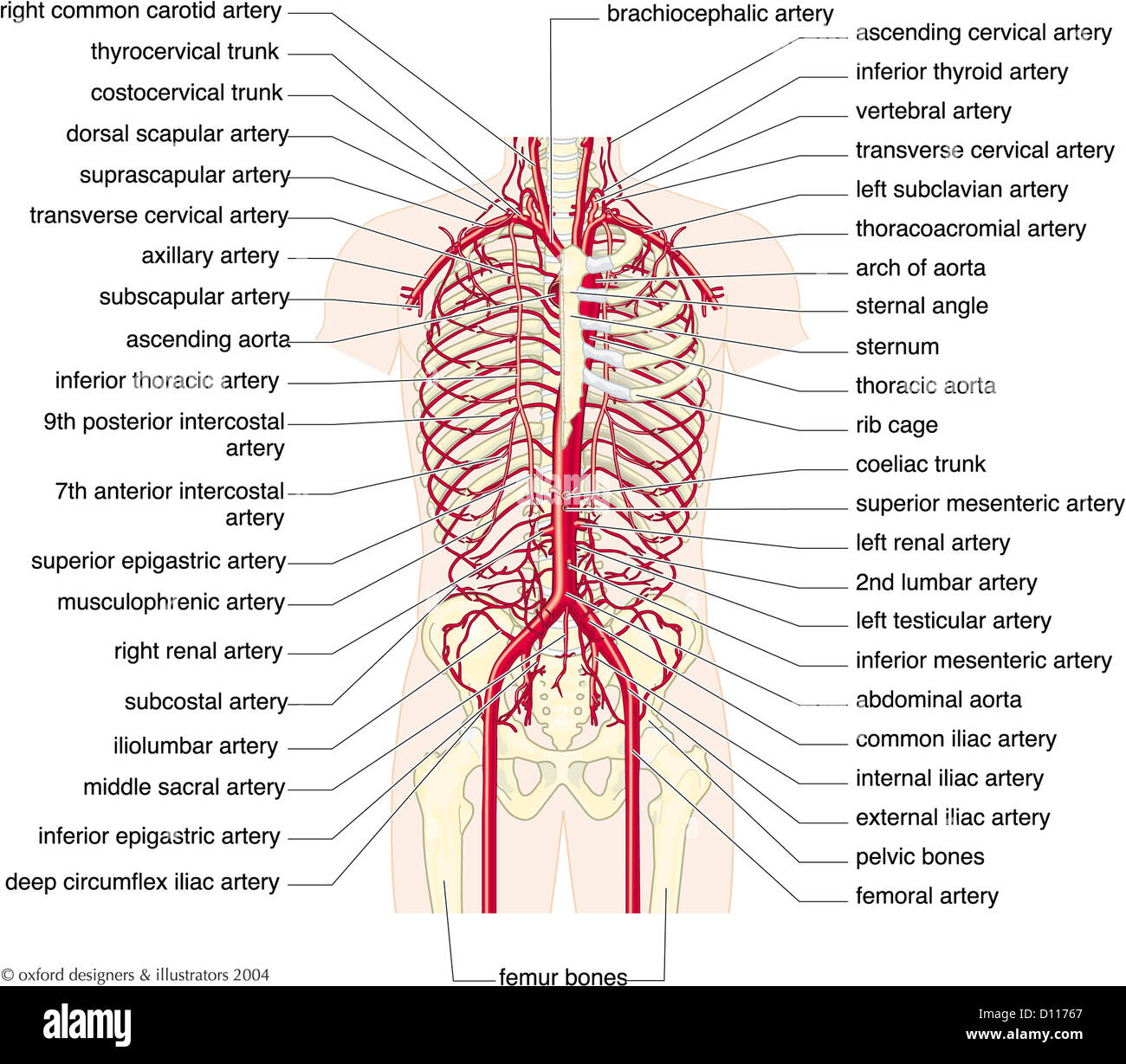Arteries and veins -Fotos und -Bildmaterial in hoher Auflösung - Seite 6 - Alamy
