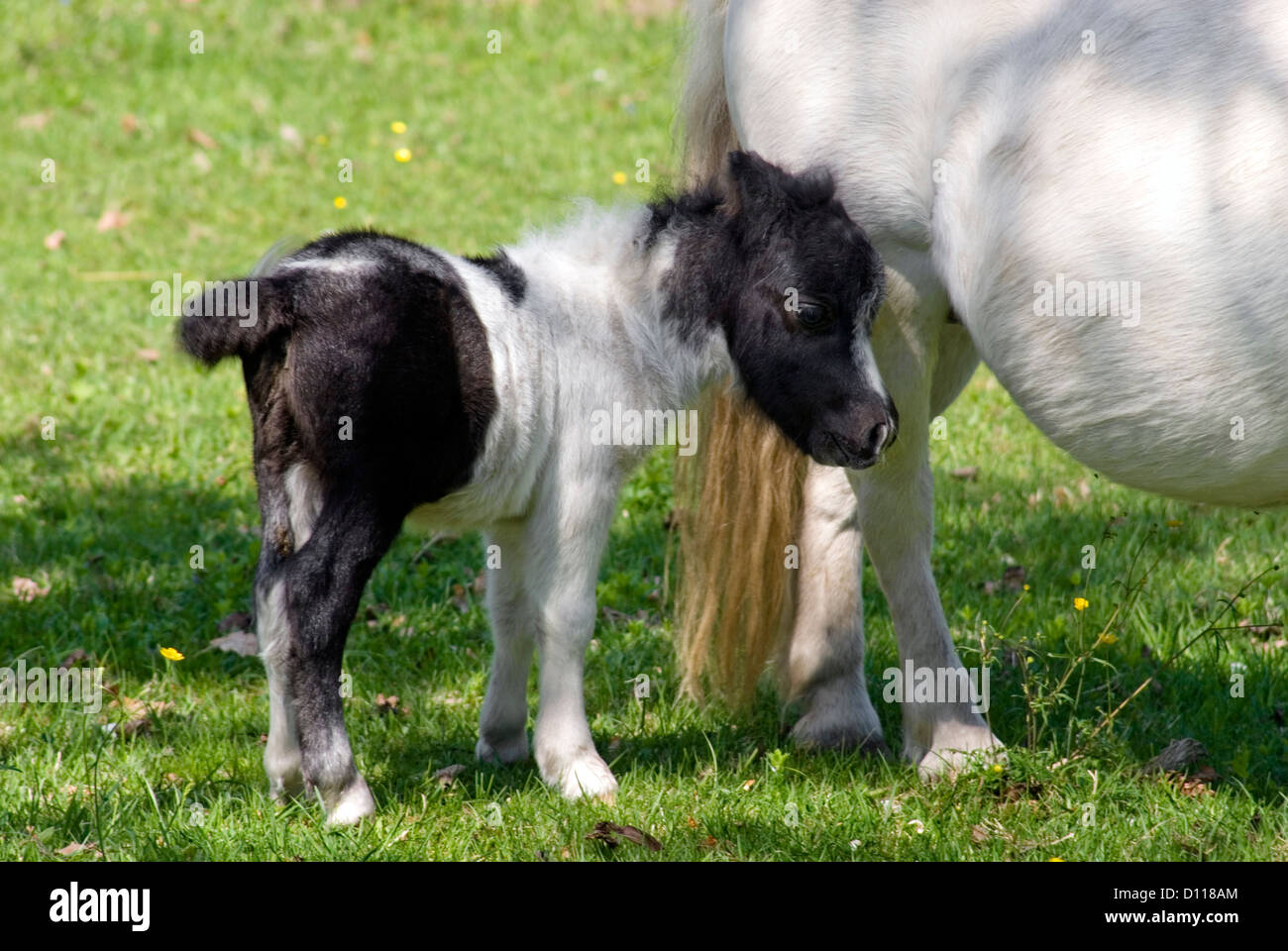 Weiße Mini Pferd Fohlen stehen auf Wiese | Miniaturpferd-Fohlen Auf ...