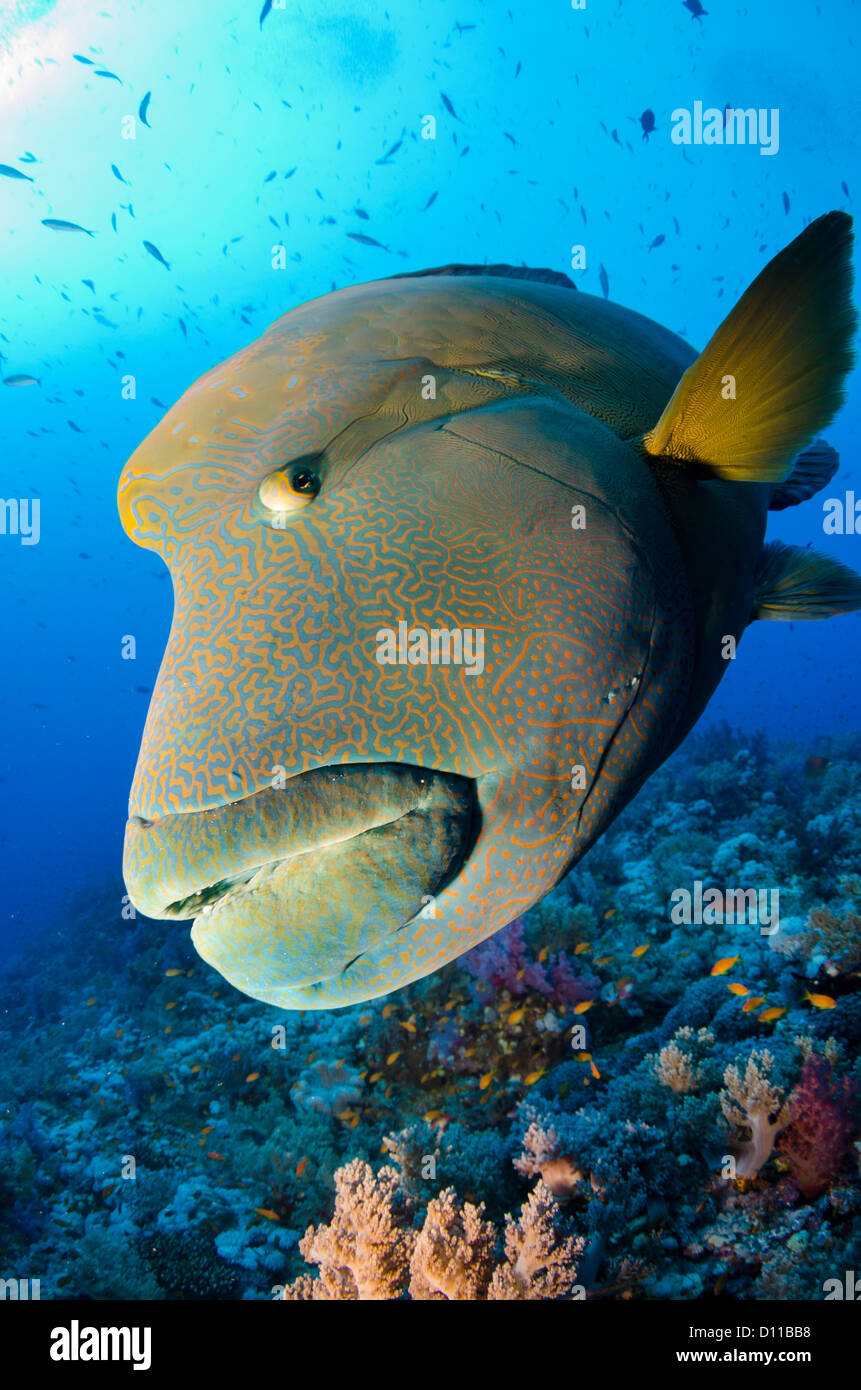 Napoleon Lippfisch, Elphinstone Reef, Marsa Alam, Rotes Meer, Ägypten ...