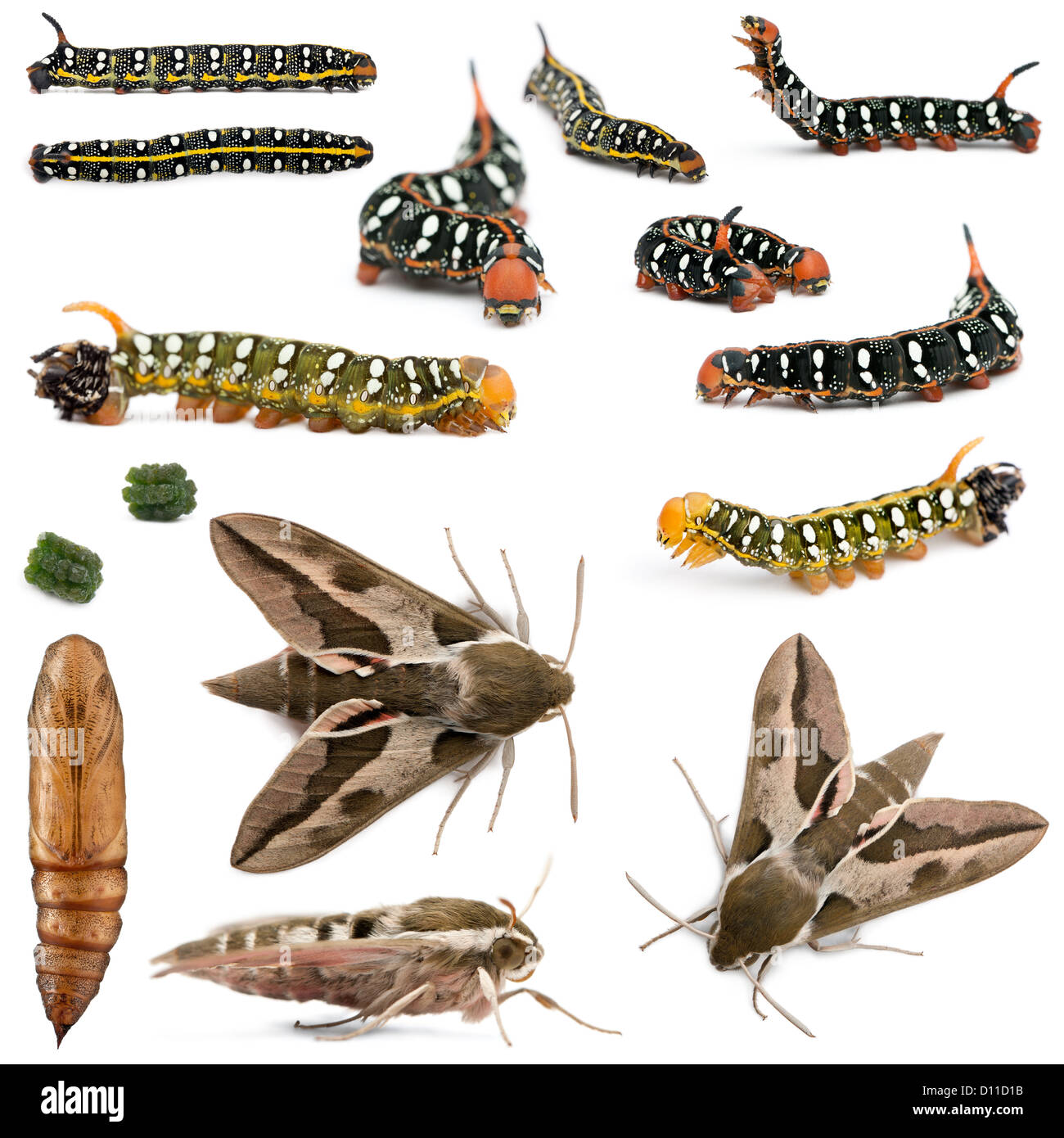 Lebenszyklus von Spurge Hawk, Hyles Euphorbiae, Raupe mit Cocoon und ...