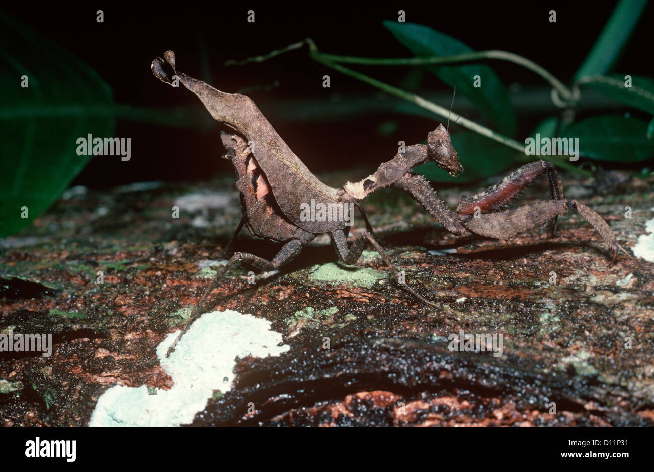 Toten-Blattheuschrecke (Acanthops Falcata) weibliche im Regenwald ...
