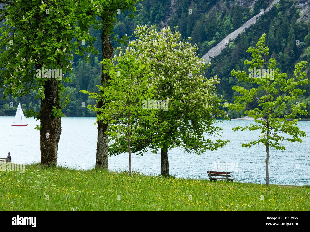 Achensee (Achensee) Sommerlandschaft mit Kastanienbaum, blühende Wiese ...