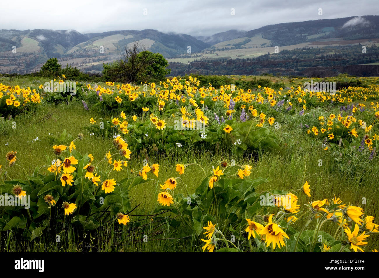 OREGON - Lupine und Balsamwurzel blühen im Abschnitt Rowena Plateau der ...