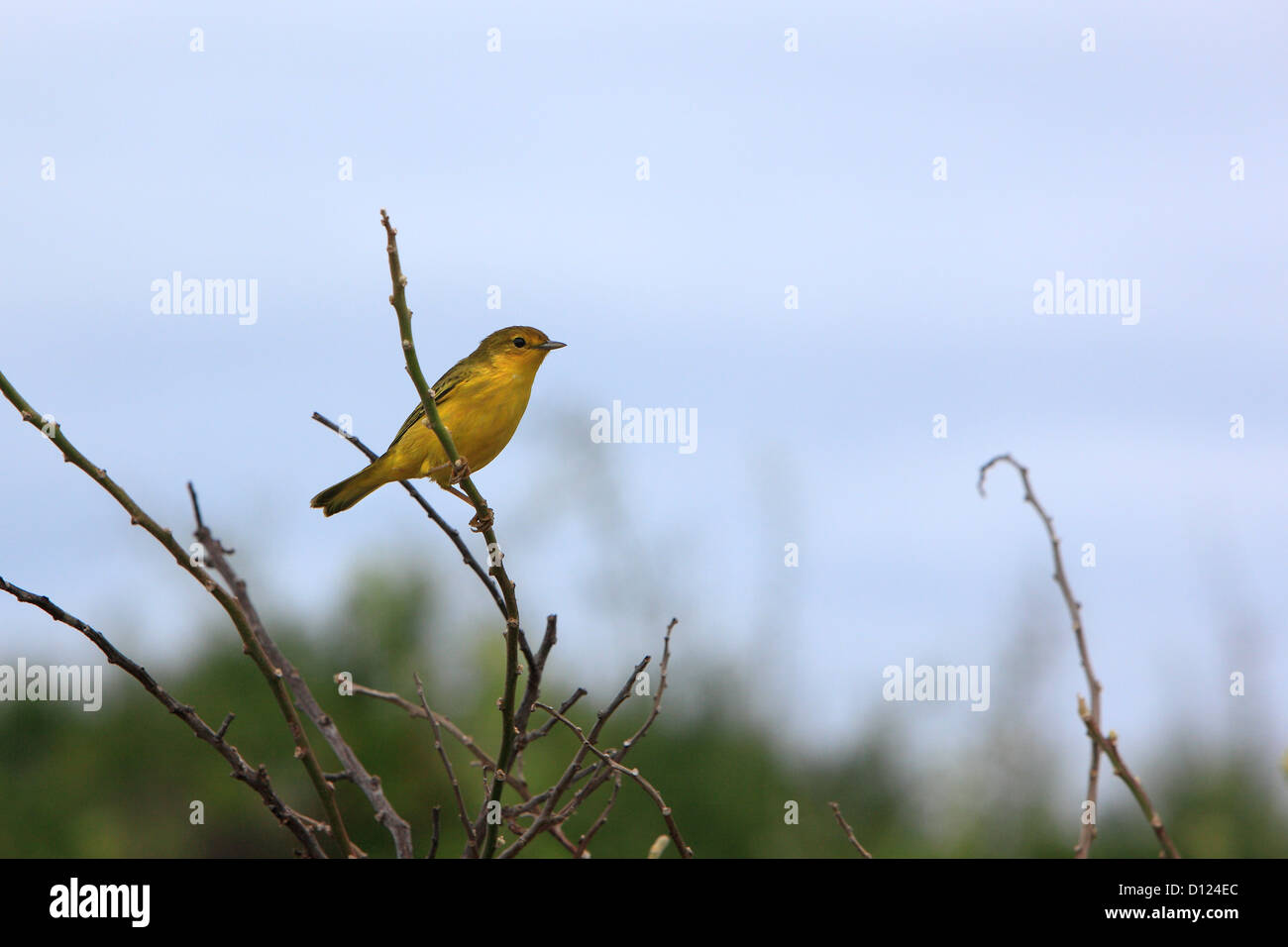 Galapagos Finches Darwin Stockfotos und -bilder Kaufen - Alamy