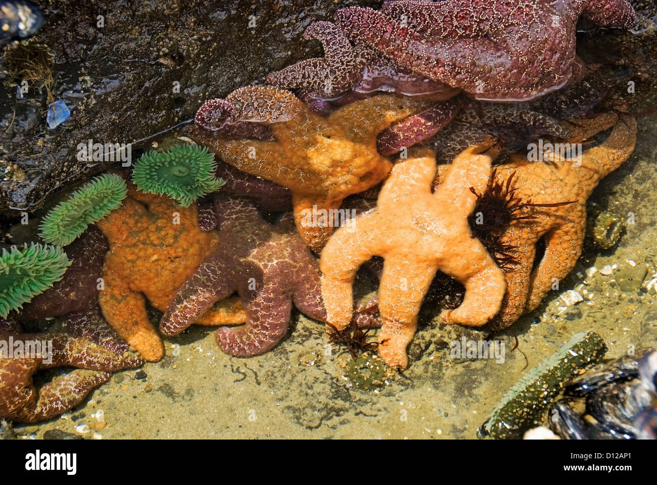 Seestern im rock pool -Fotos und -Bildmaterial in hoher Auflösung – Alamy