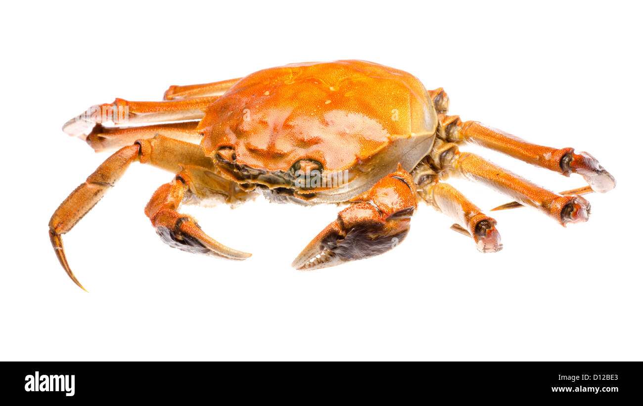 Krabbe isoliert -Fotos und -Bildmaterial in hoher Auflösung – Alamy