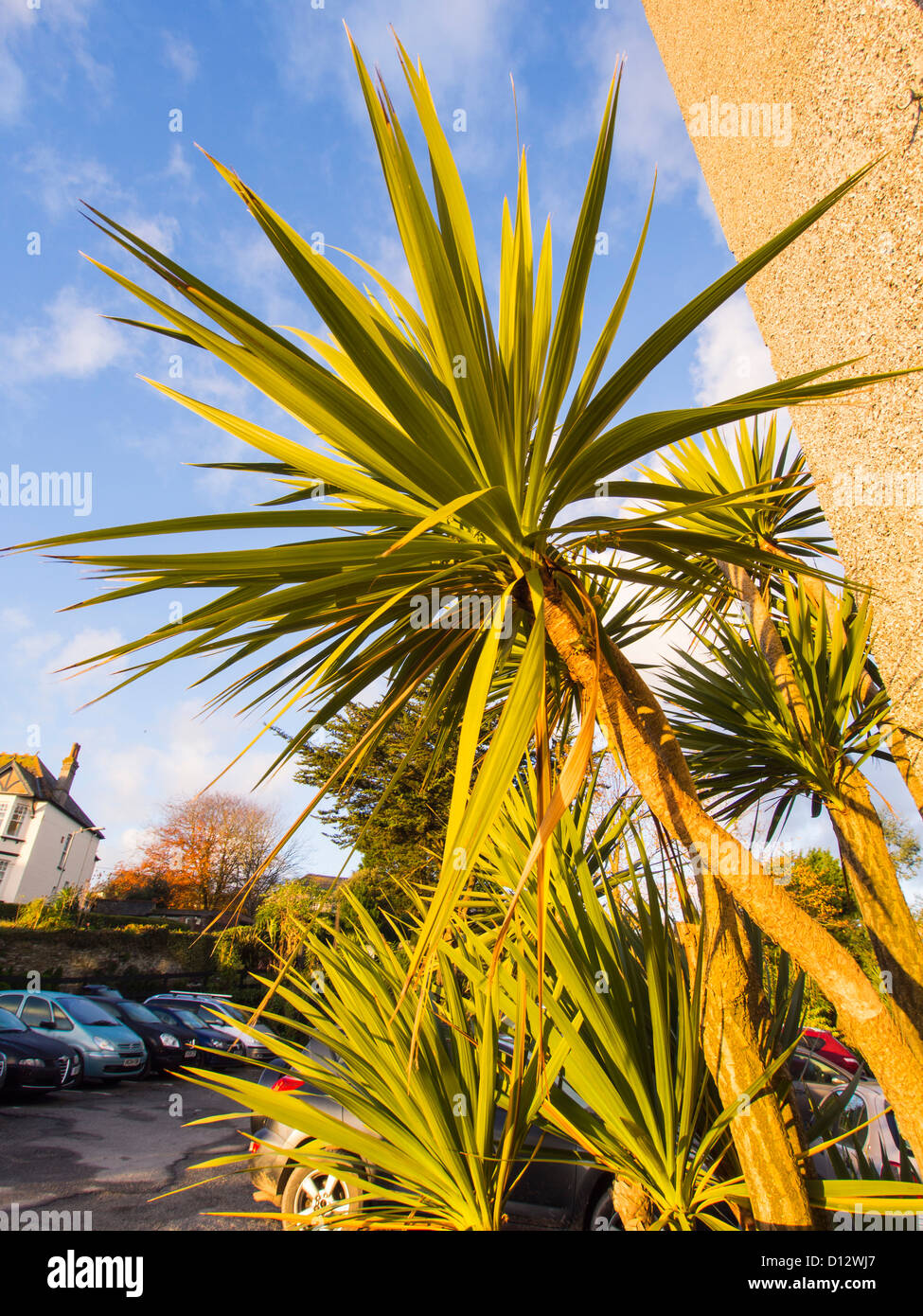 Palm tree cornwall -Fotos und -Bildmaterial in hoher Auflösung – Alamy