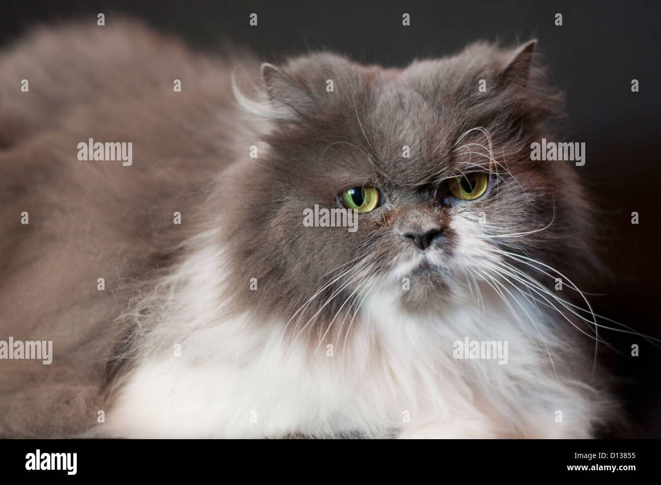 Portret graue Perserkatze auf eine schwarze couch Stockfotografie - Alamy