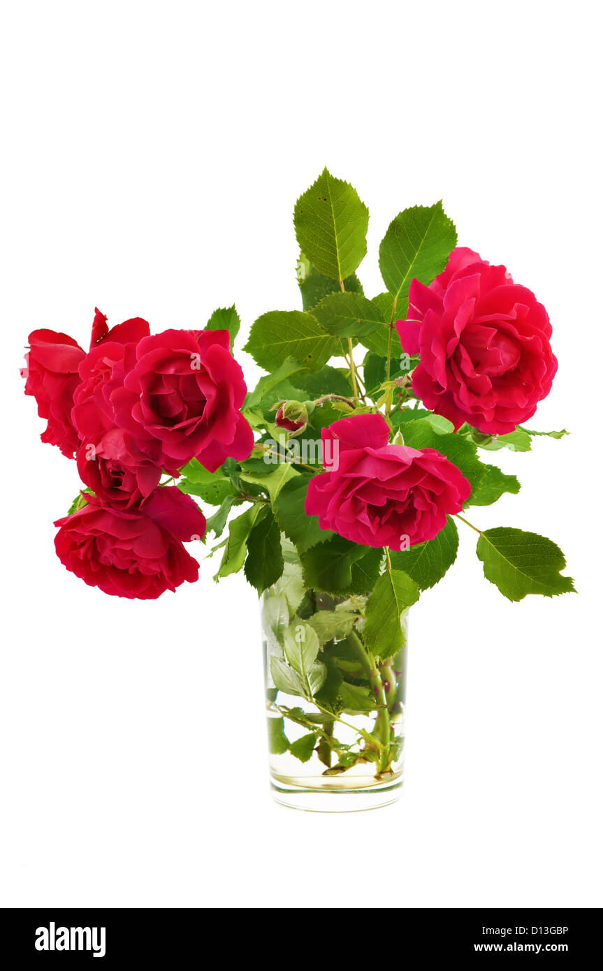 Das sind rote rosen Ausgeschnittene Stockfotos und -bilder - Alamy