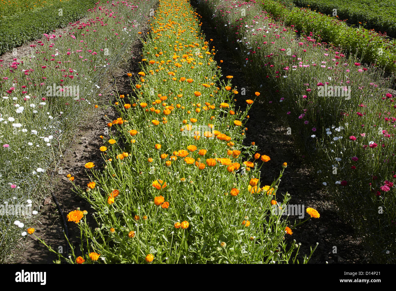 Reihen von bunten Blumen im Feld Stockfotografie - Alamy