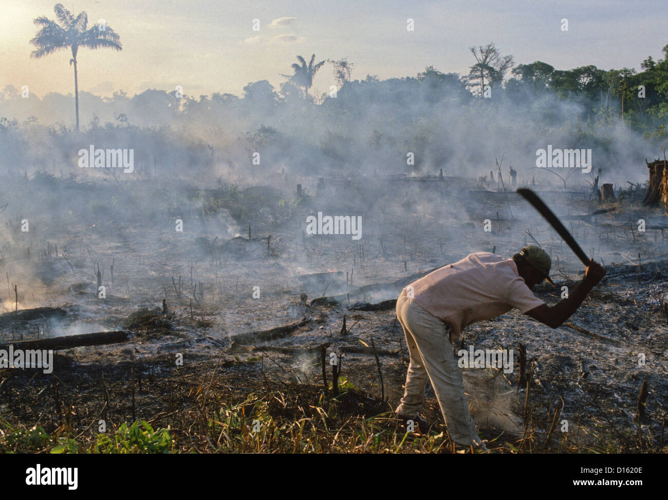 Amazon rain forest burning deforestation -Fotos und -Bildmaterial in ...