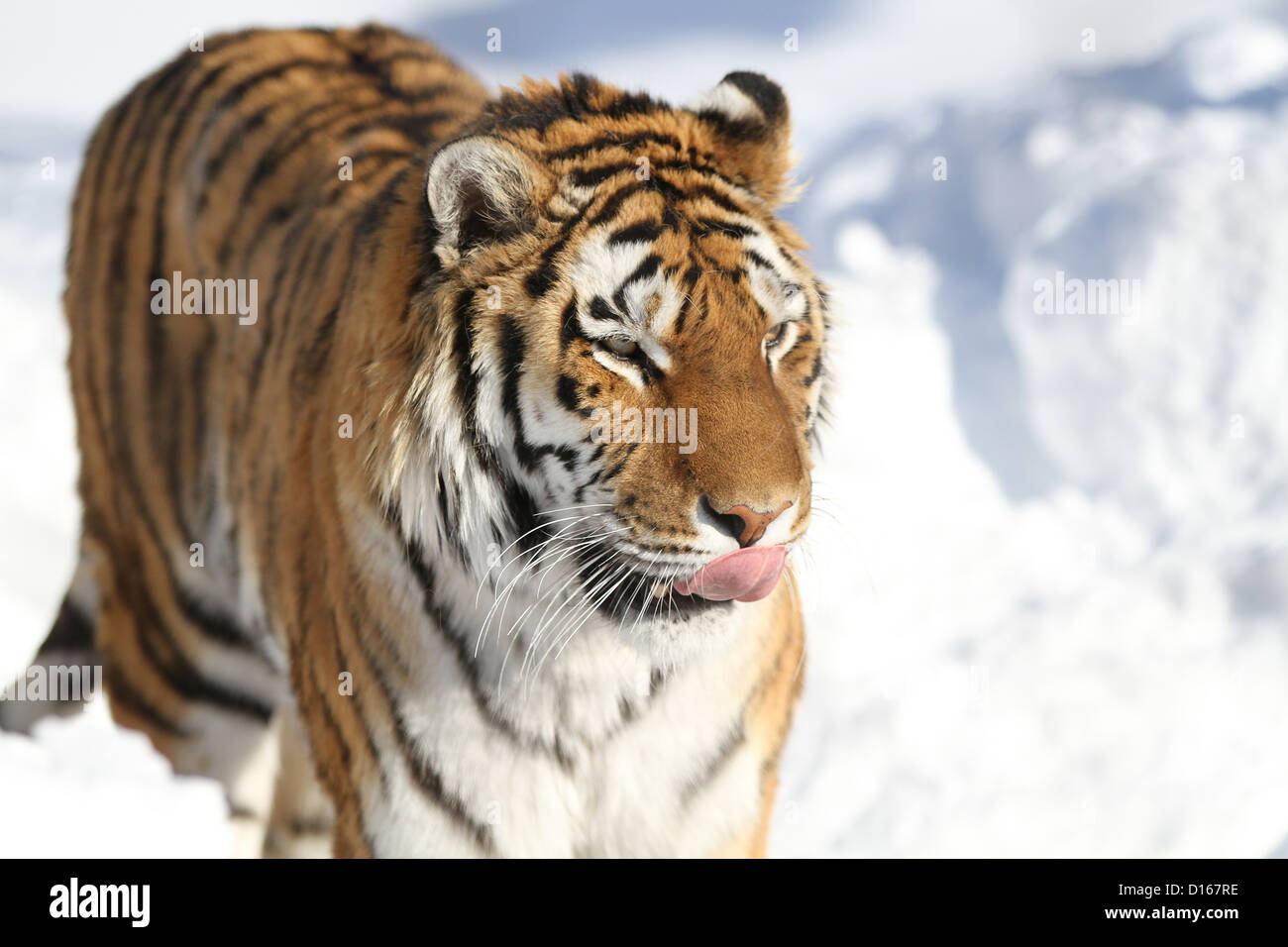 Sibirischer Tiger (Panthera Tigris Altaica) im winter Stockfotografie - Alamy