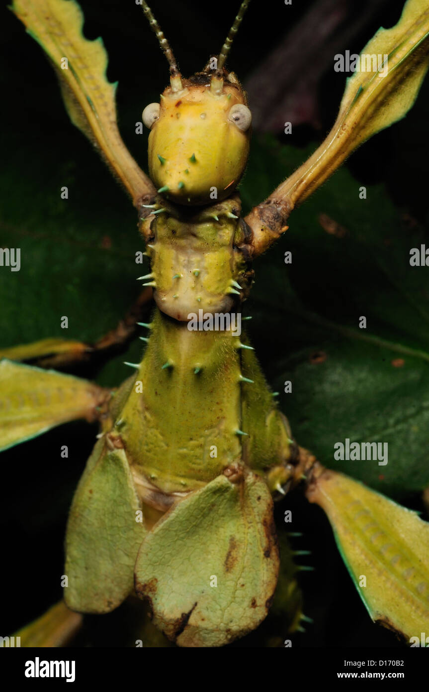 Roberto nistri horizontales insekt -Fotos und -Bildmaterial in hoher ...
