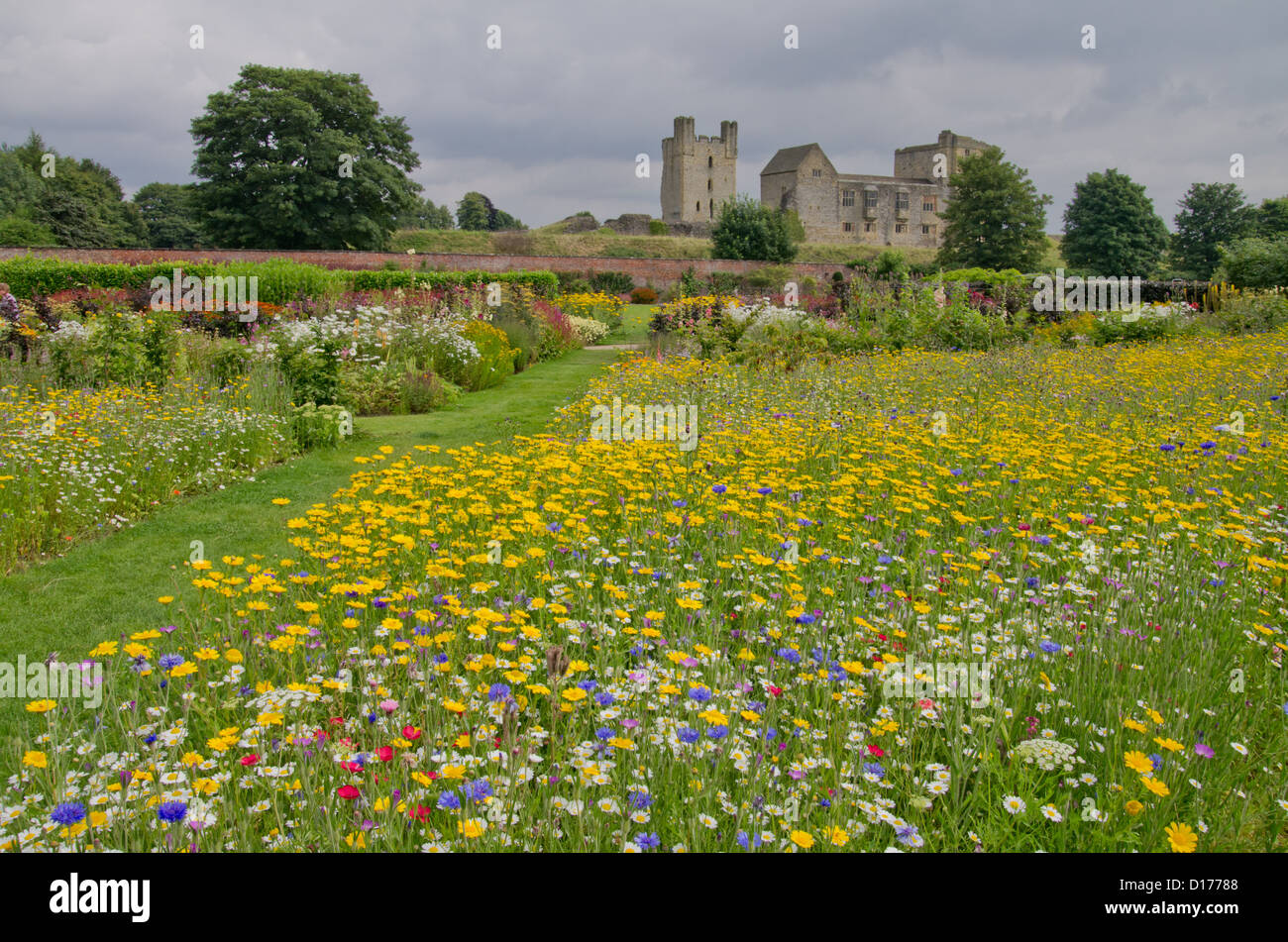 Wilde Blume Pflanzen im Helmsley Walled Garden Stockfotografie - Alamy