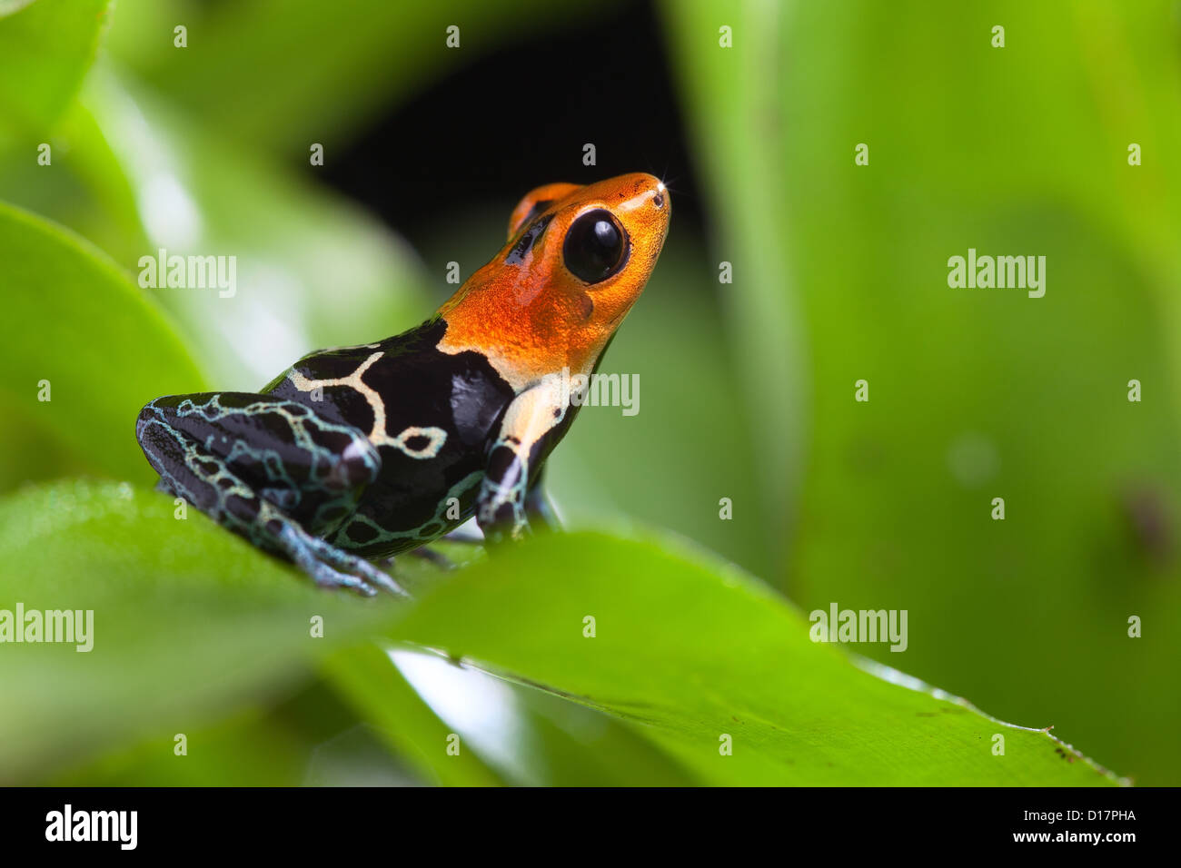 Pfeilfrosch regenwald -Fotos und -Bildmaterial in hoher Auflösung – Alamy
