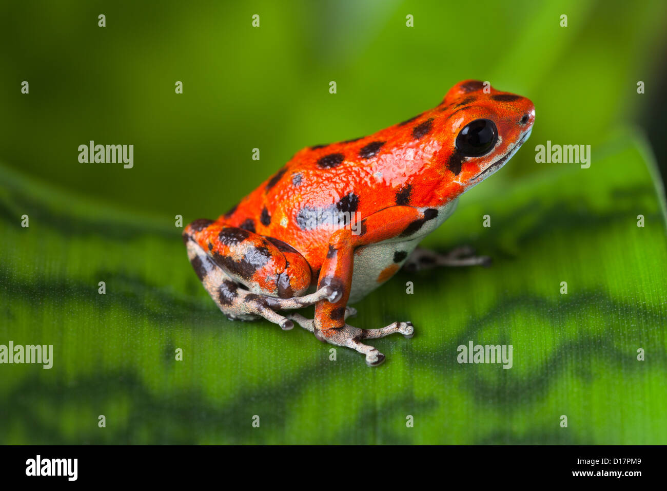 Pfeilgiftfrosch Rot