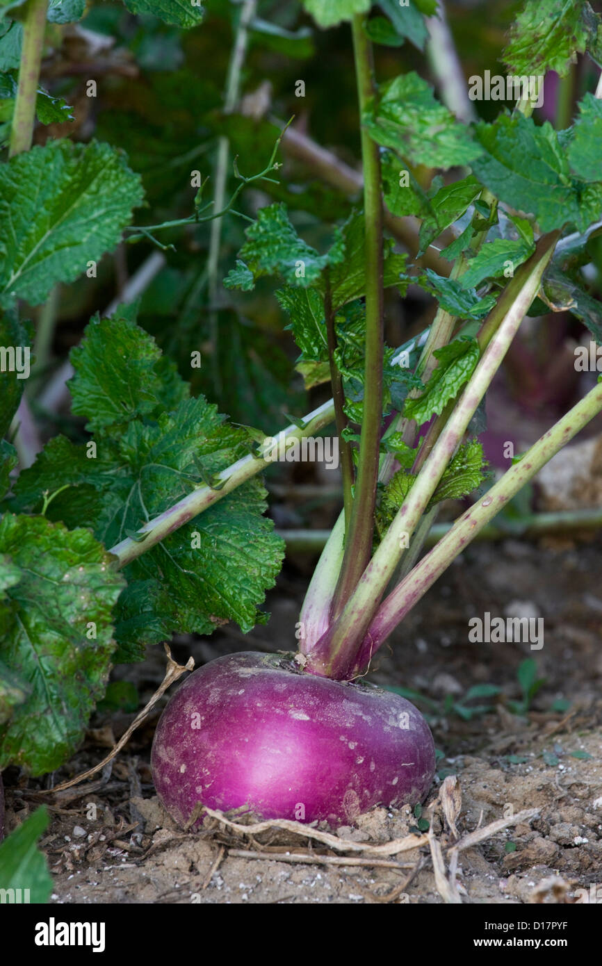 Rote bete -Fotos und -Bildmaterial in hoher Auflösung – Alamy