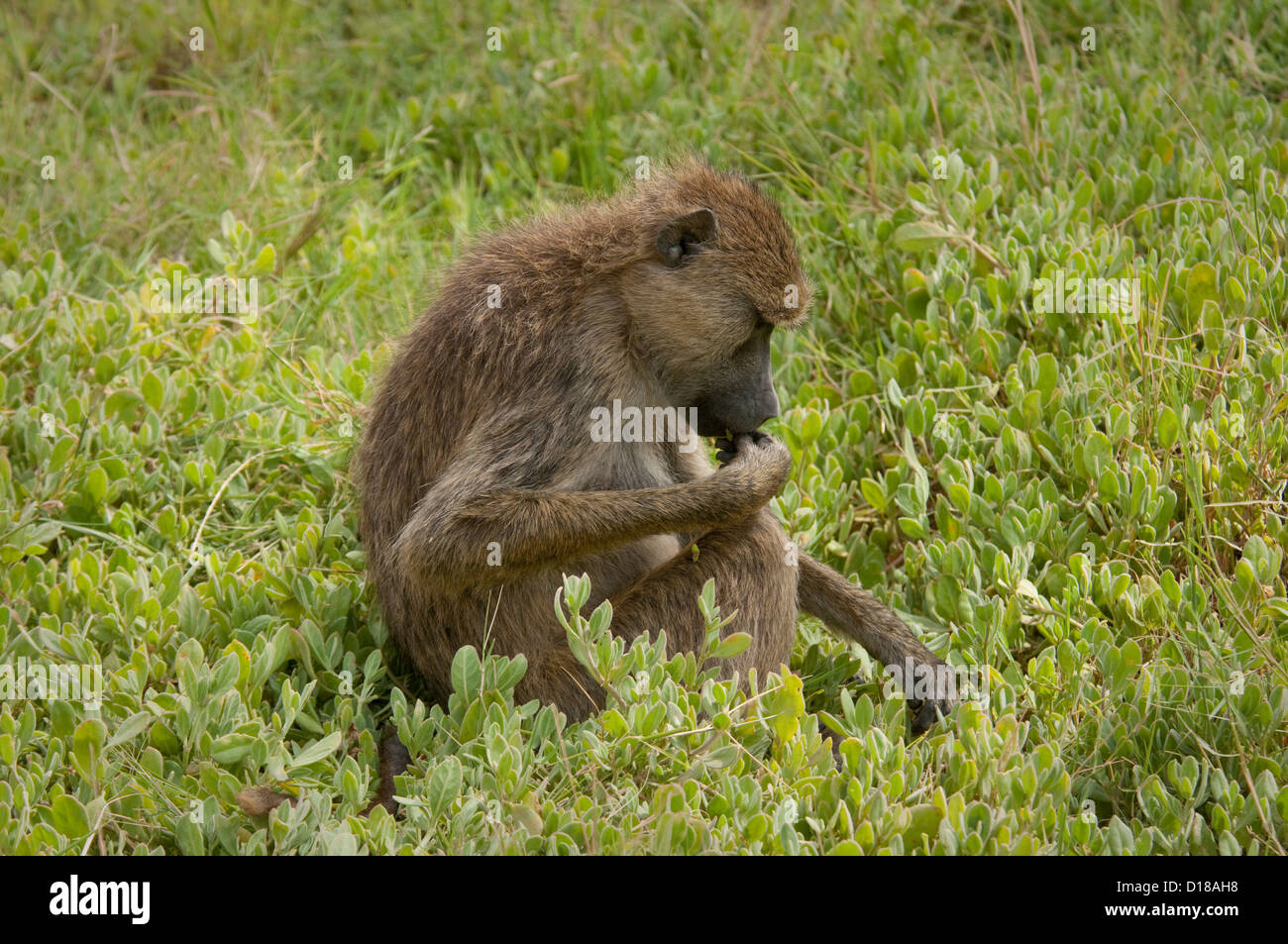 Gelber pavian -Fotos und -Bildmaterial in hoher Auflösung – Alamy