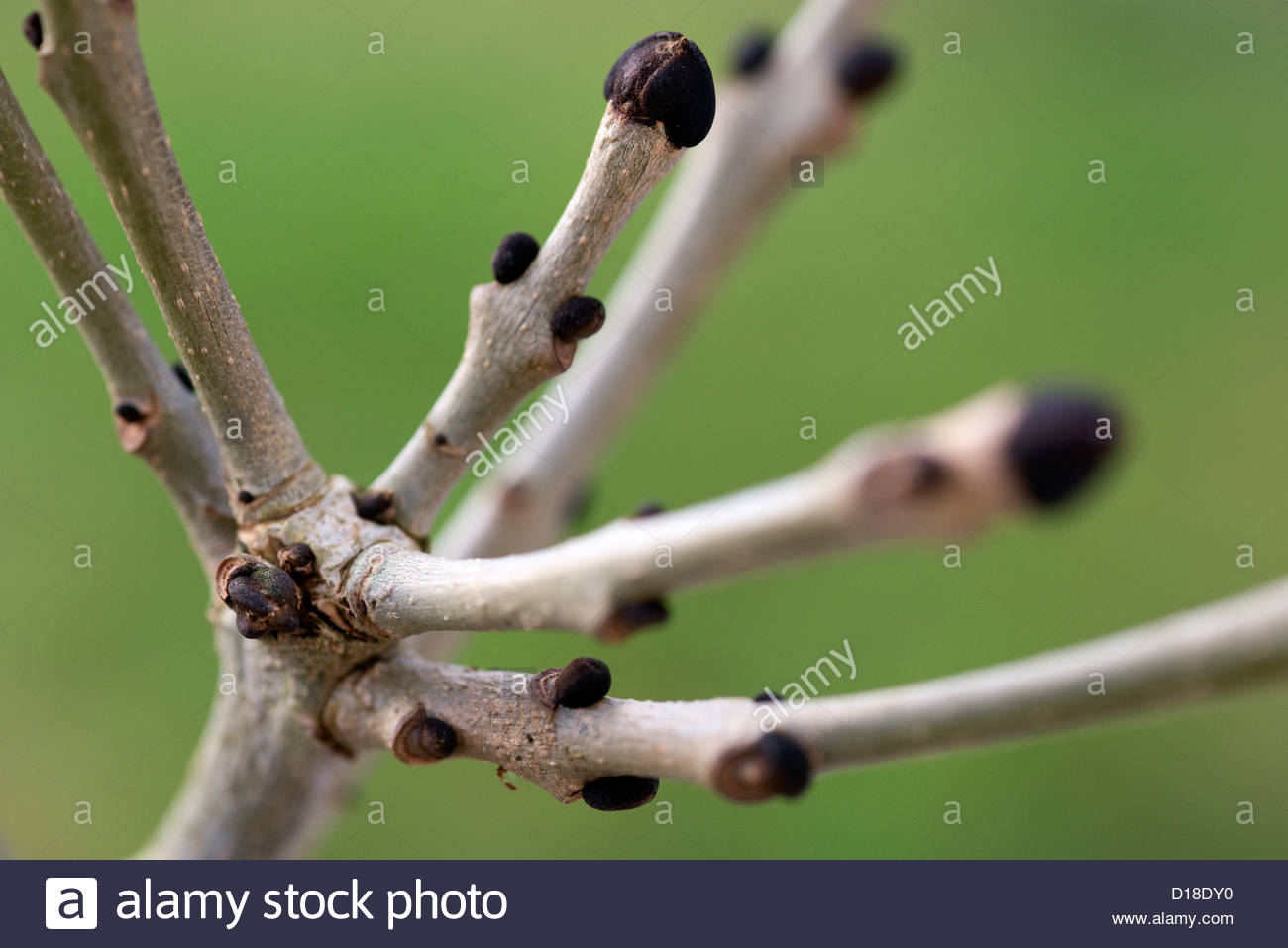 Gemeine Esche Stockfotos & Gemeine Esche Bilder - Alamy