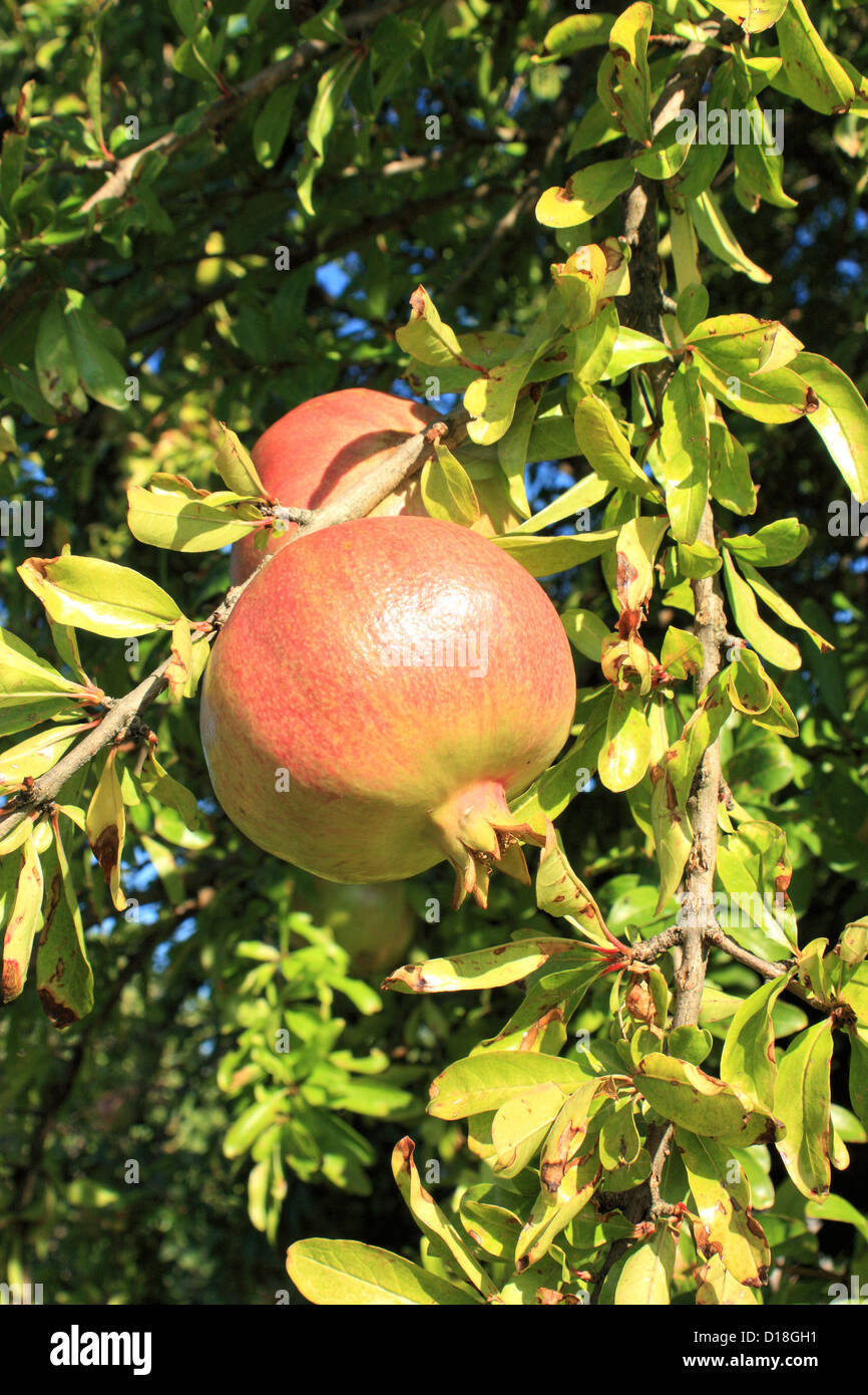 Pomegranate tree -Fotos und -Bildmaterial in hoher Auflösung – Alamy