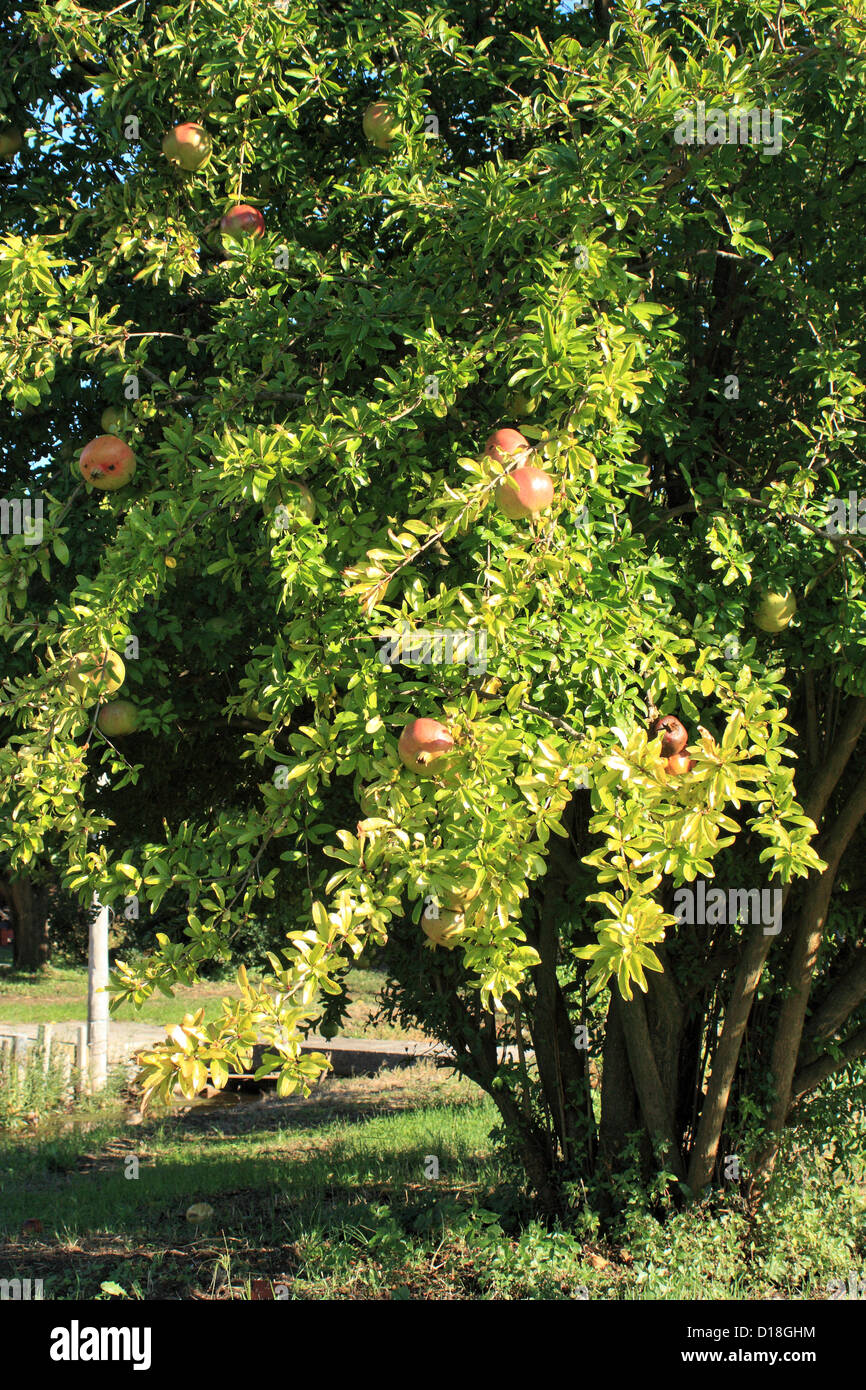 Granatapfel baum -Fotos und -Bildmaterial in hoher Auflösung – Alamy