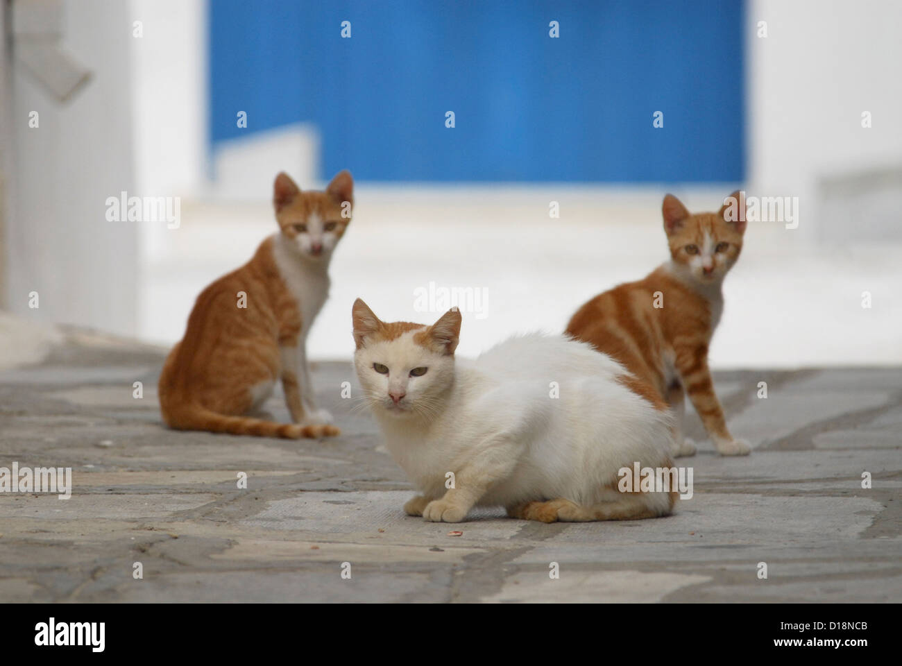 drei Katzen sitzen in einem griechischen Straße, Kykladen, Griechenland ...