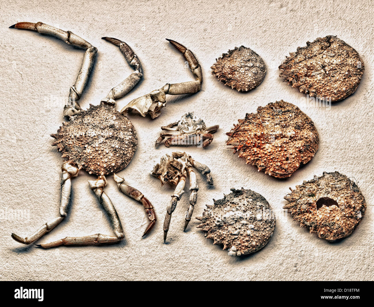 Verworfene shell -Fotos und -Bildmaterial in hoher Auflösung – Alamy