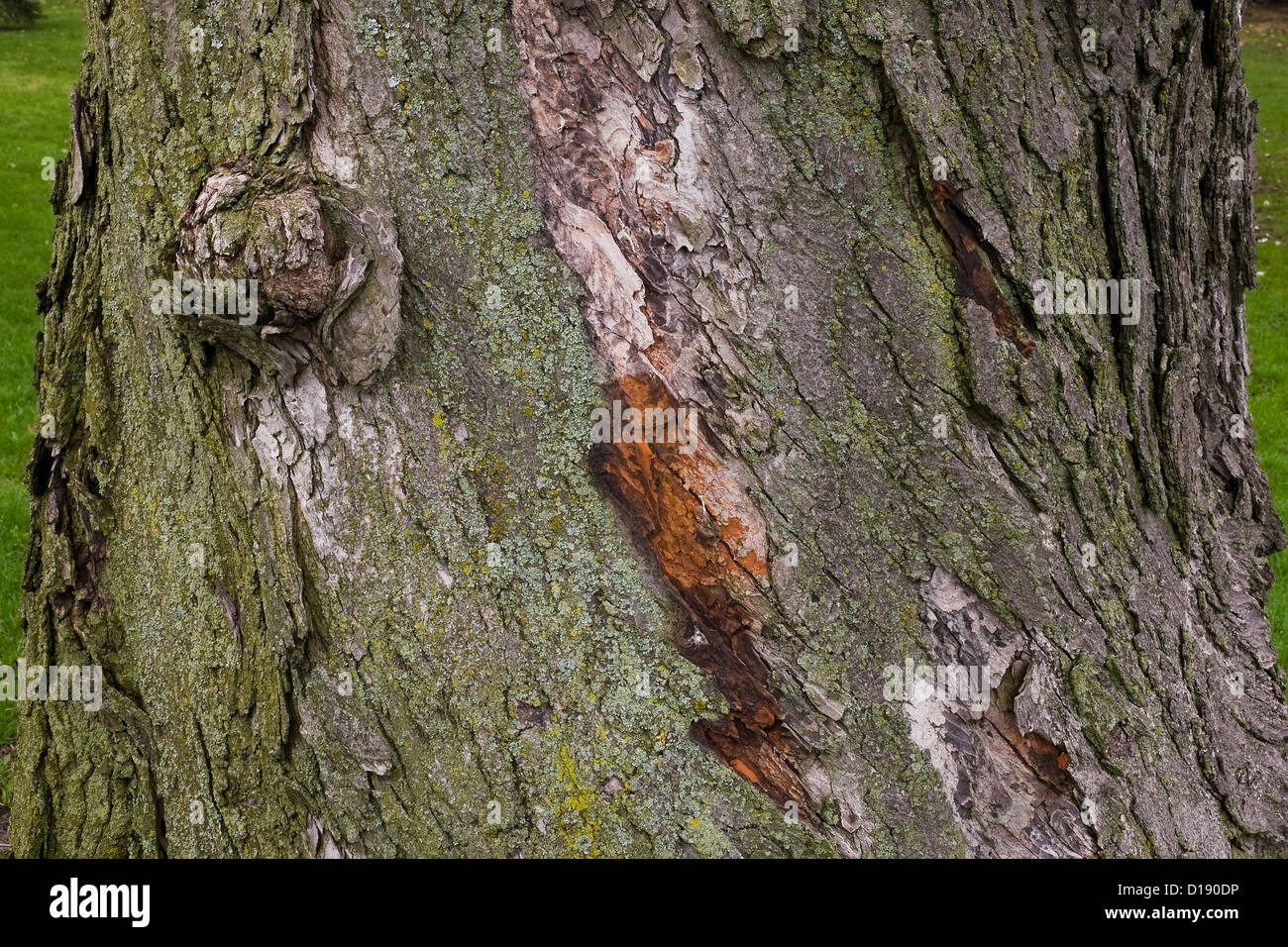 Rinde Baum Baumrinde Bark Tree Stockfotos und -bilder Kaufen - Alamy