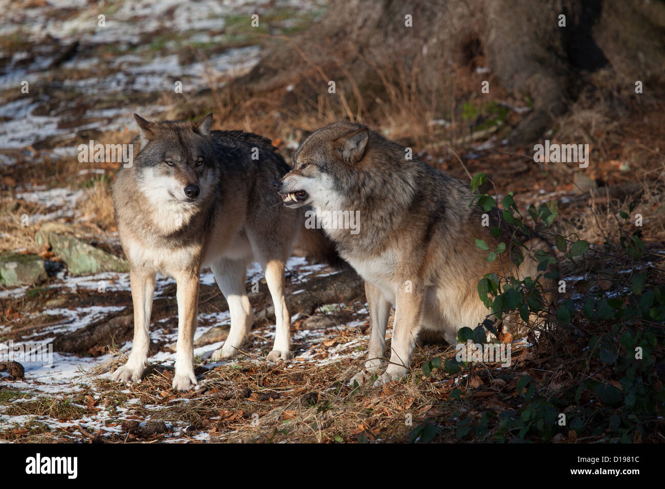 Gefährlicher Wolf droht ein weiterer wolf Stockfotografie - Alamy