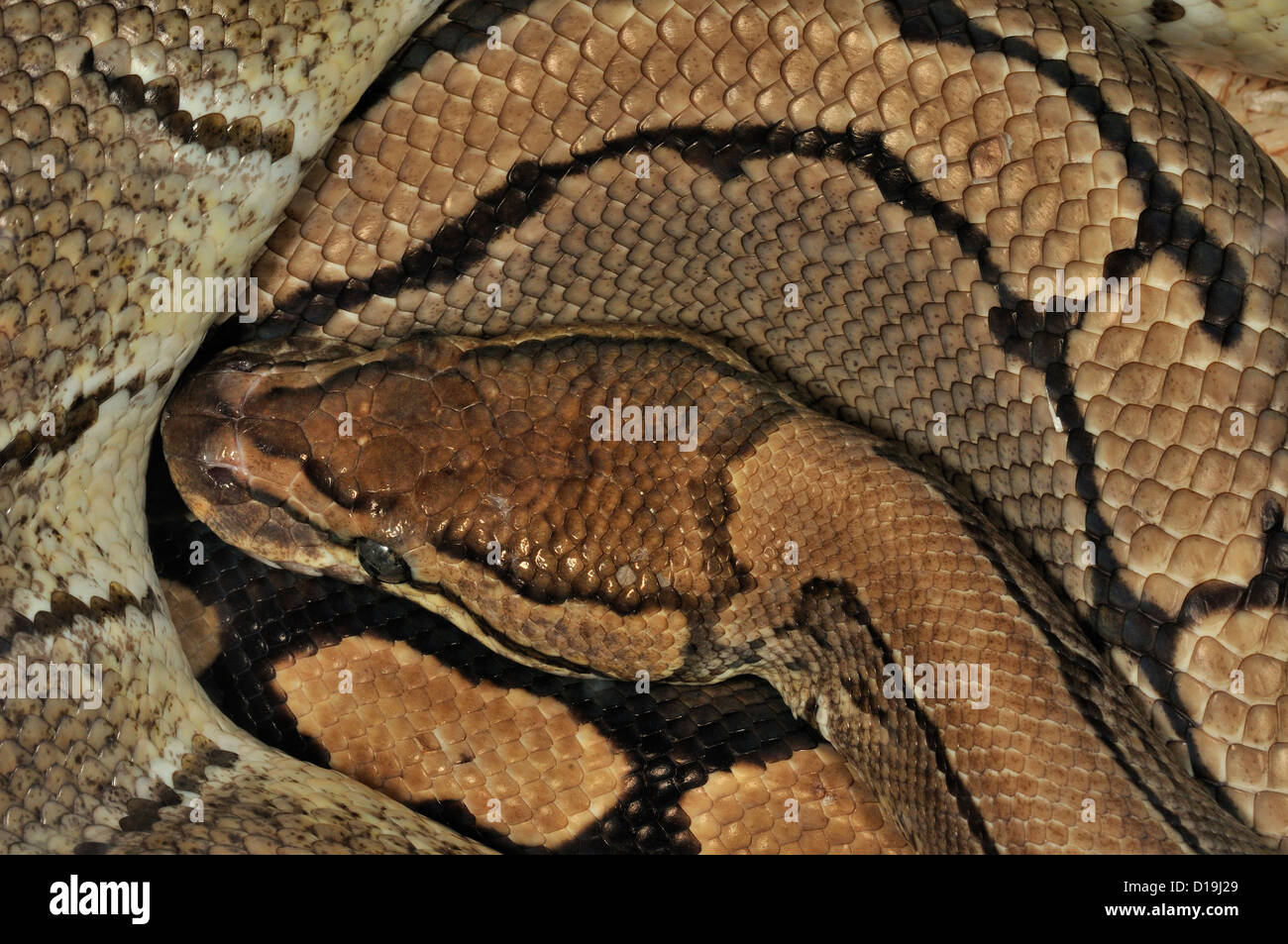 Pythonidae reptil reptilien schlange schlangen roberto nistri ...