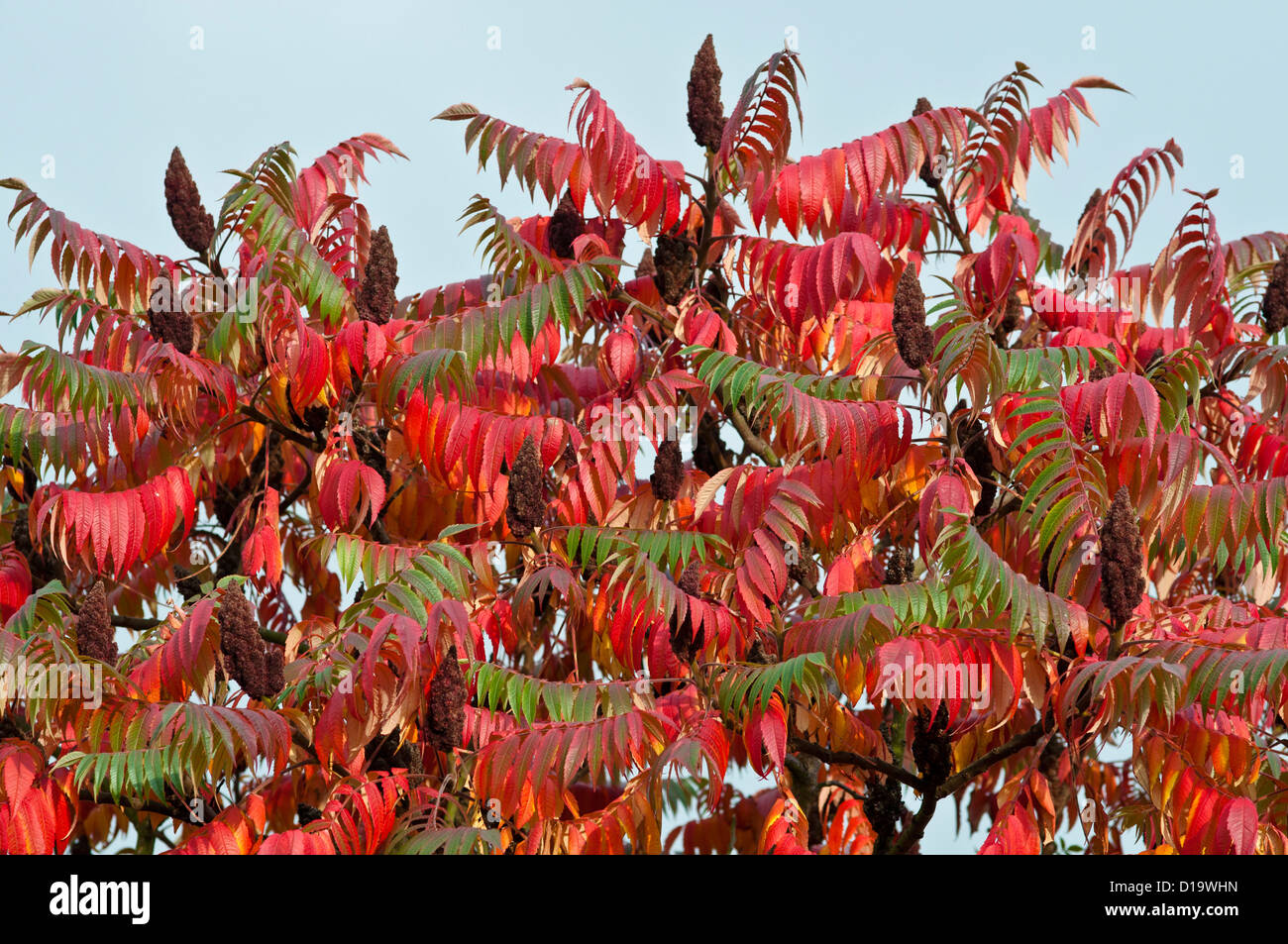 Rhus blatt -Fotos und -Bildmaterial in hoher Auflösung – Alamy