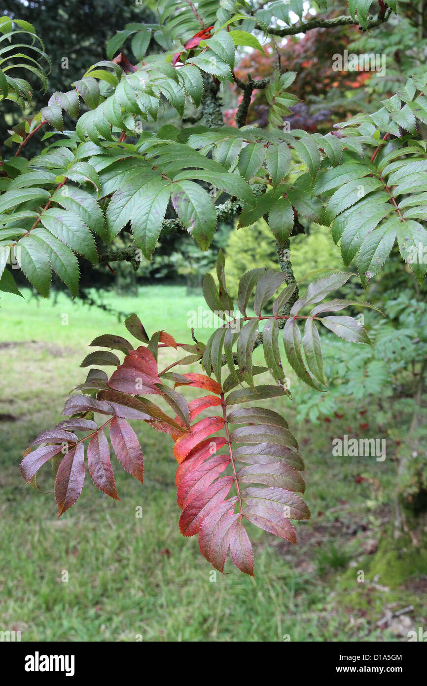 Sorbus Commixta 'Serotina'. Allgemein bekannt als die japanische oder ...