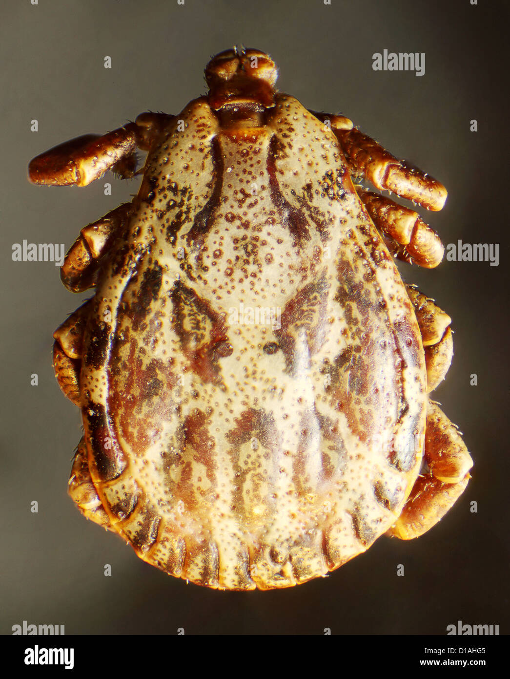 Parasite microscope -Fotos und -Bildmaterial in hoher Auflösung – Alamy