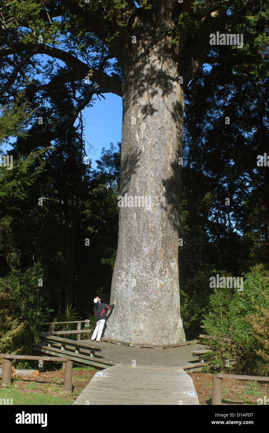 Kauri hautnah -Fotos und -Bildmaterial in hoher Auflösung – Alamy